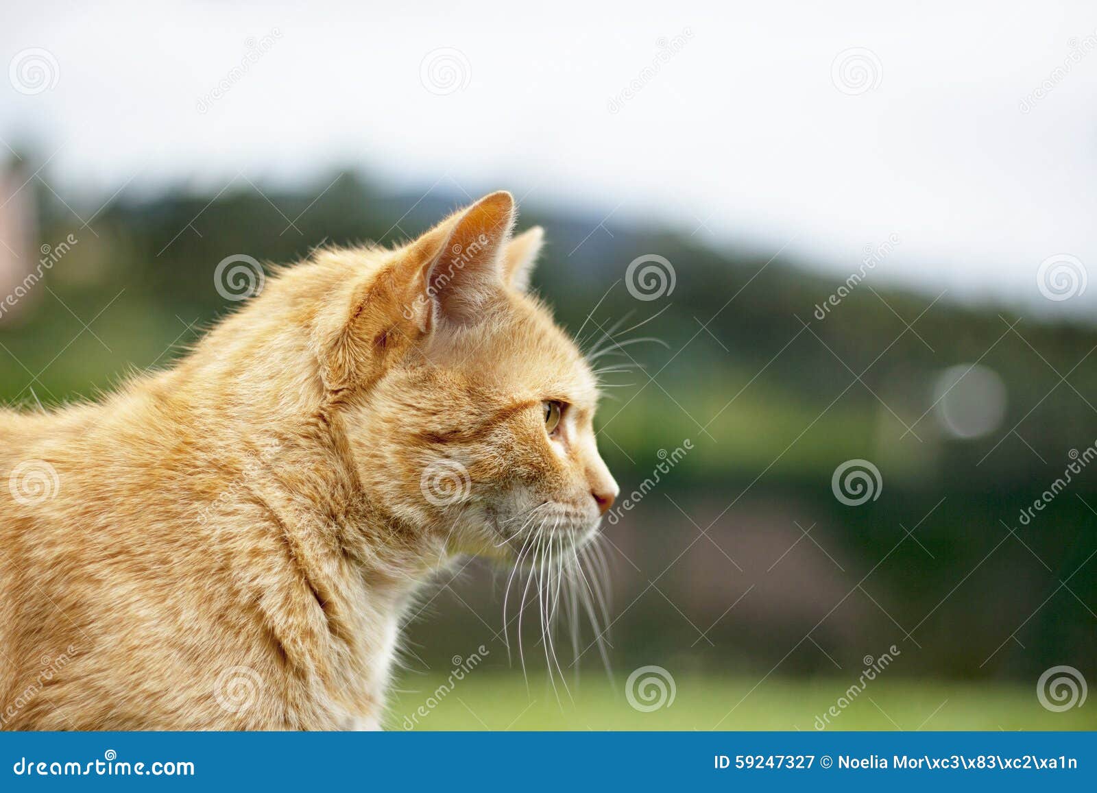 Orange cat stock image. Image of domestic, whiskers, animal - 59247327
