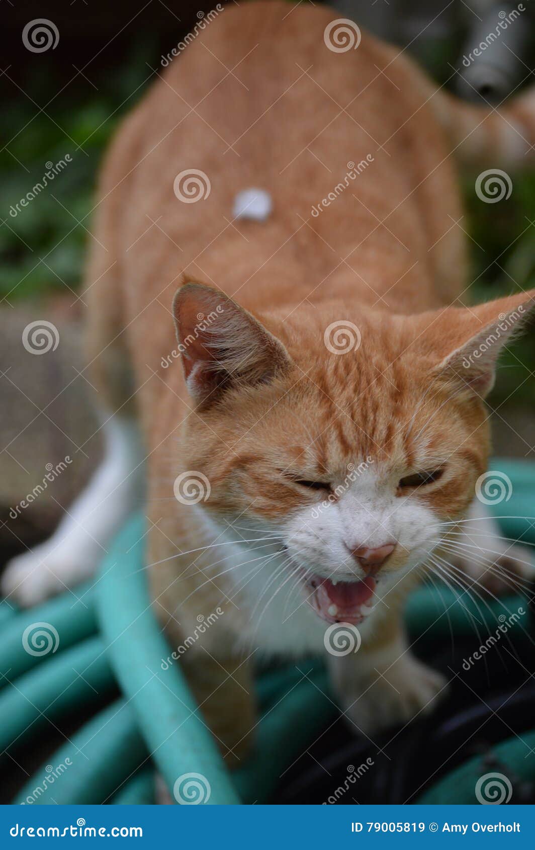 Orange cat laughing stock image. Image of laughing, cackling - 79005819
