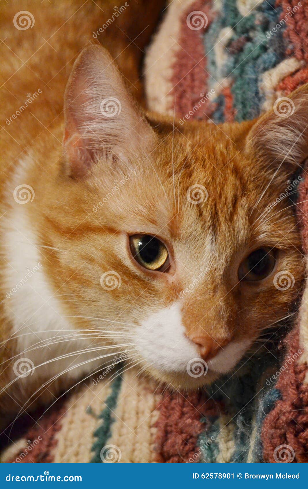 Orange cat stock image. Image of furry, charming, animal - 62578901
