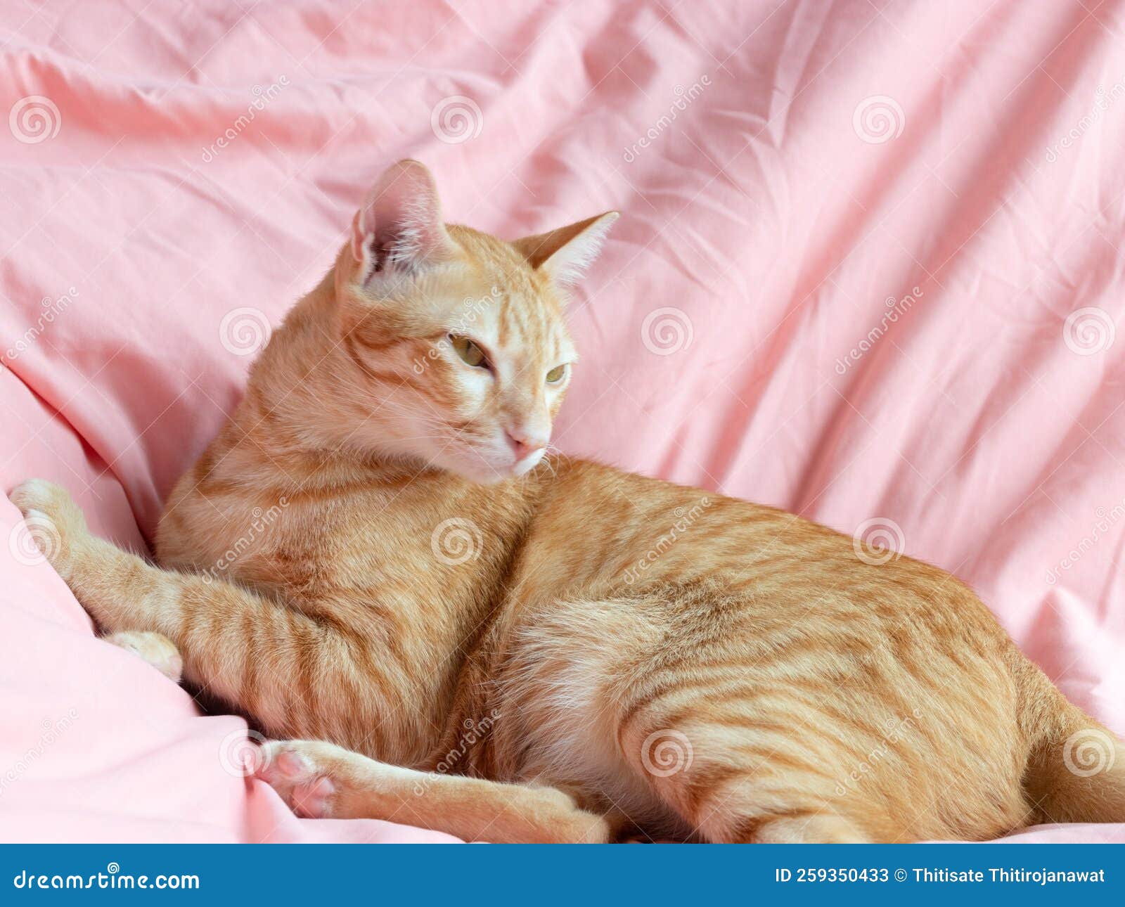 Orange Cat Looking on the Pink Bed in the Bedroom Stock Image - Image ...