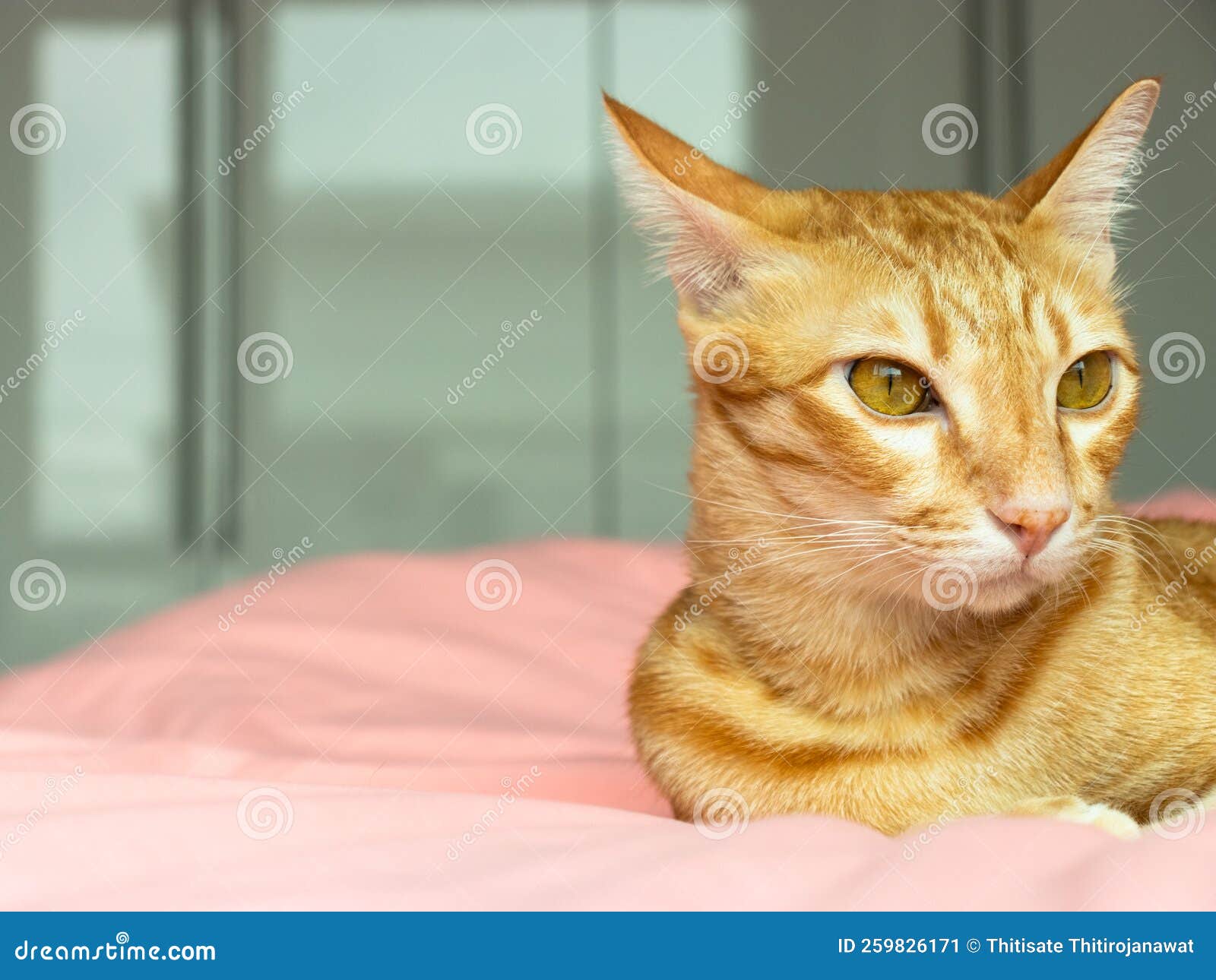 Orange Cat Looking on the Pink Bed in the Bedroon Stock Image - Image ...