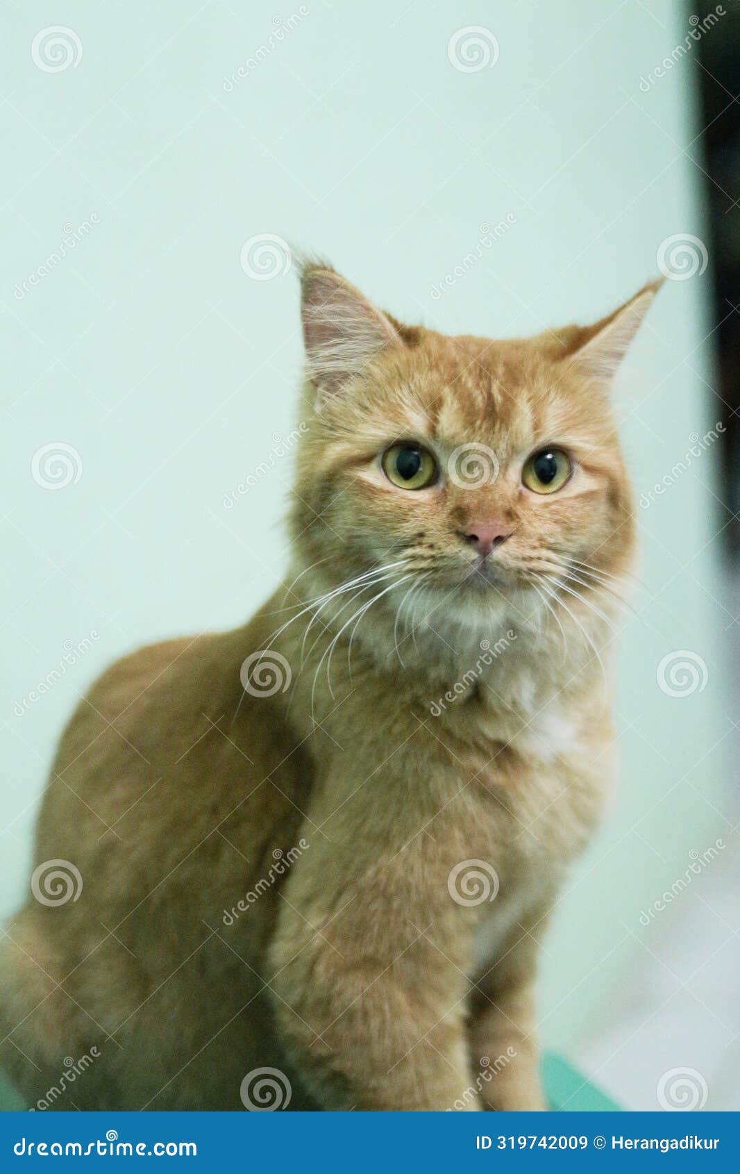 Orange Cat Meow stock image. Image of love, lover, catty - 319742009