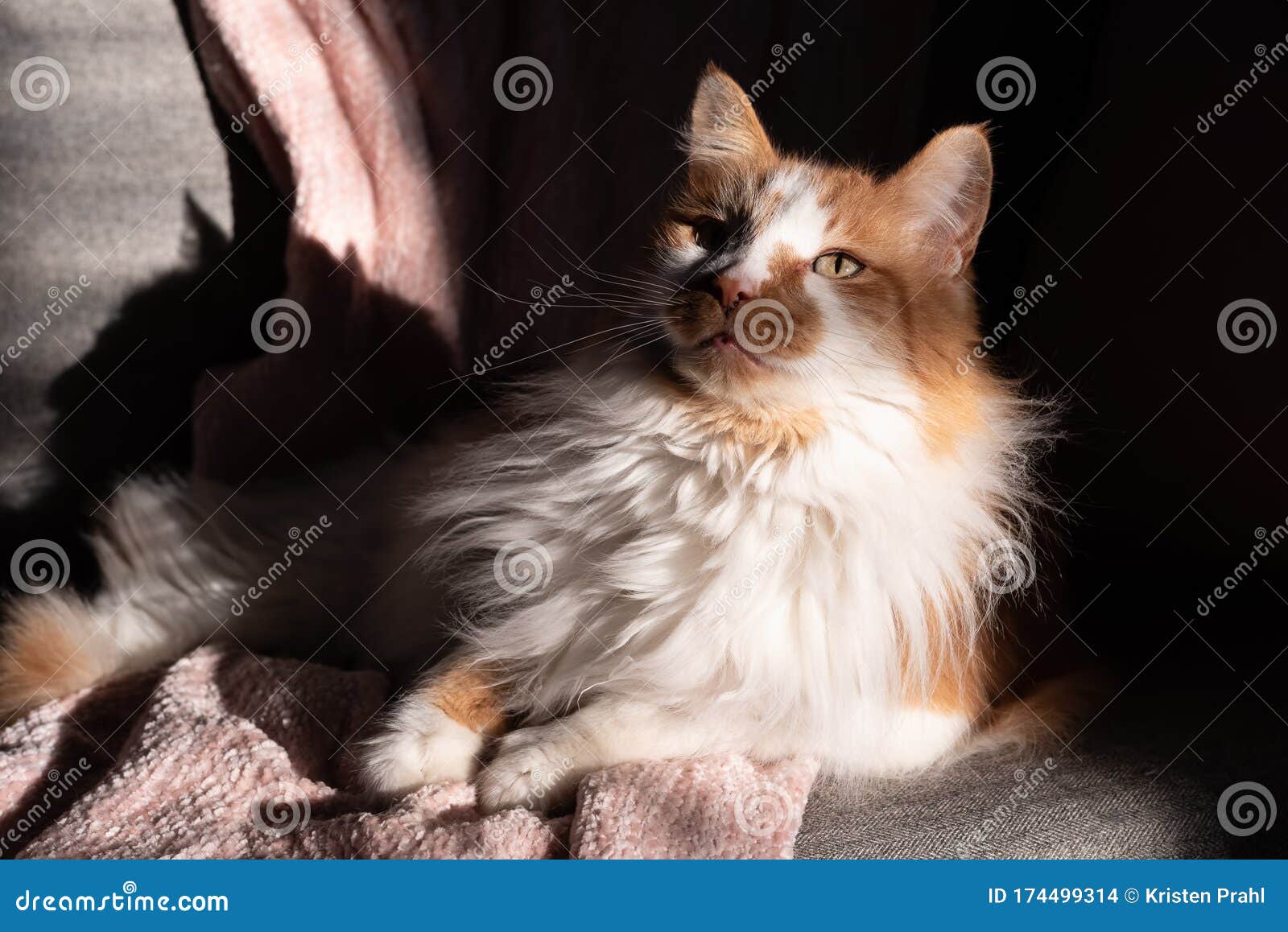 Orange Cat in Natural Light Stock Photo - Image of furry, background ...