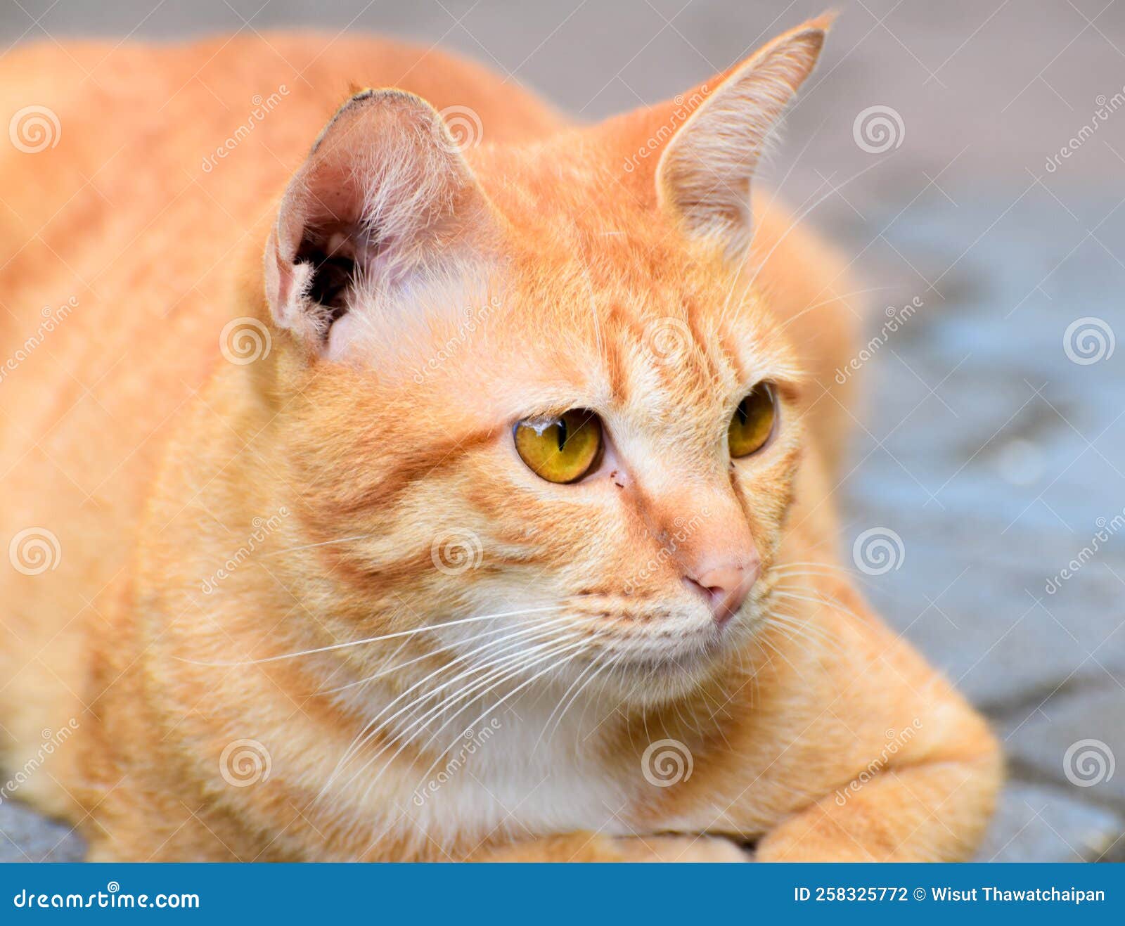 The Orange Cat is Looking at Something Intently. Stock Photo - Image of ...