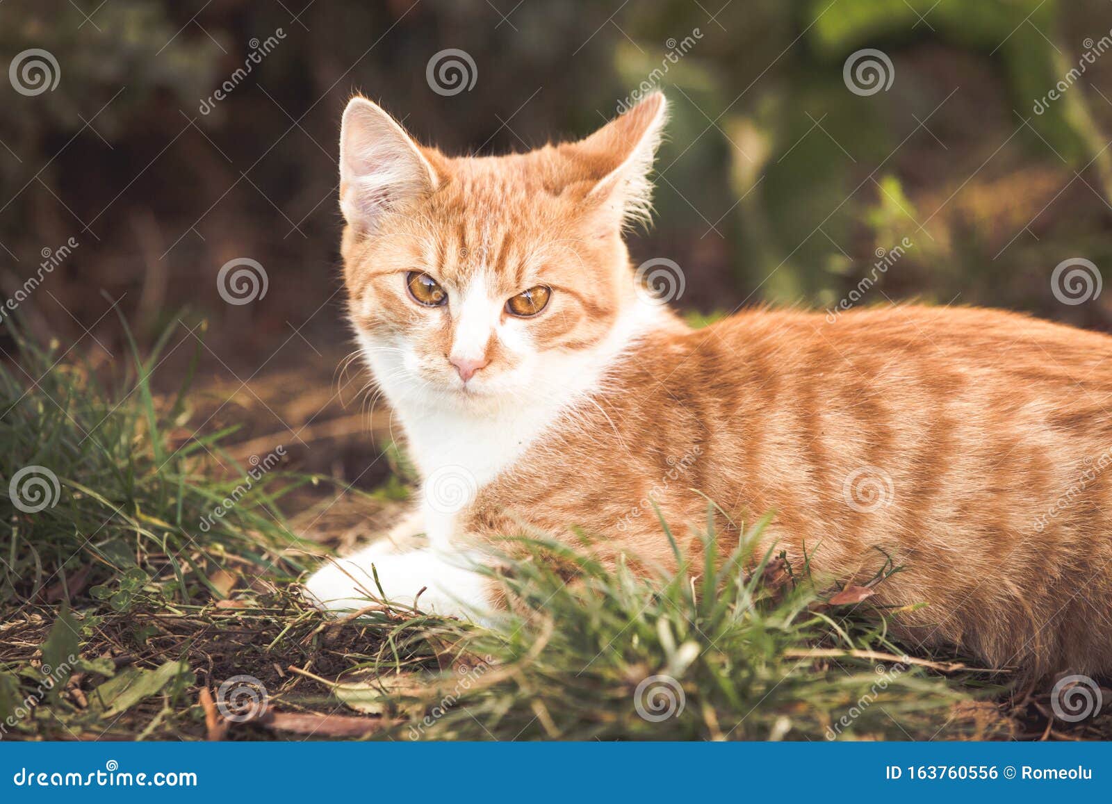 Orange Cat Playing in the Garden Stock Photo - Image of garden, curious ...