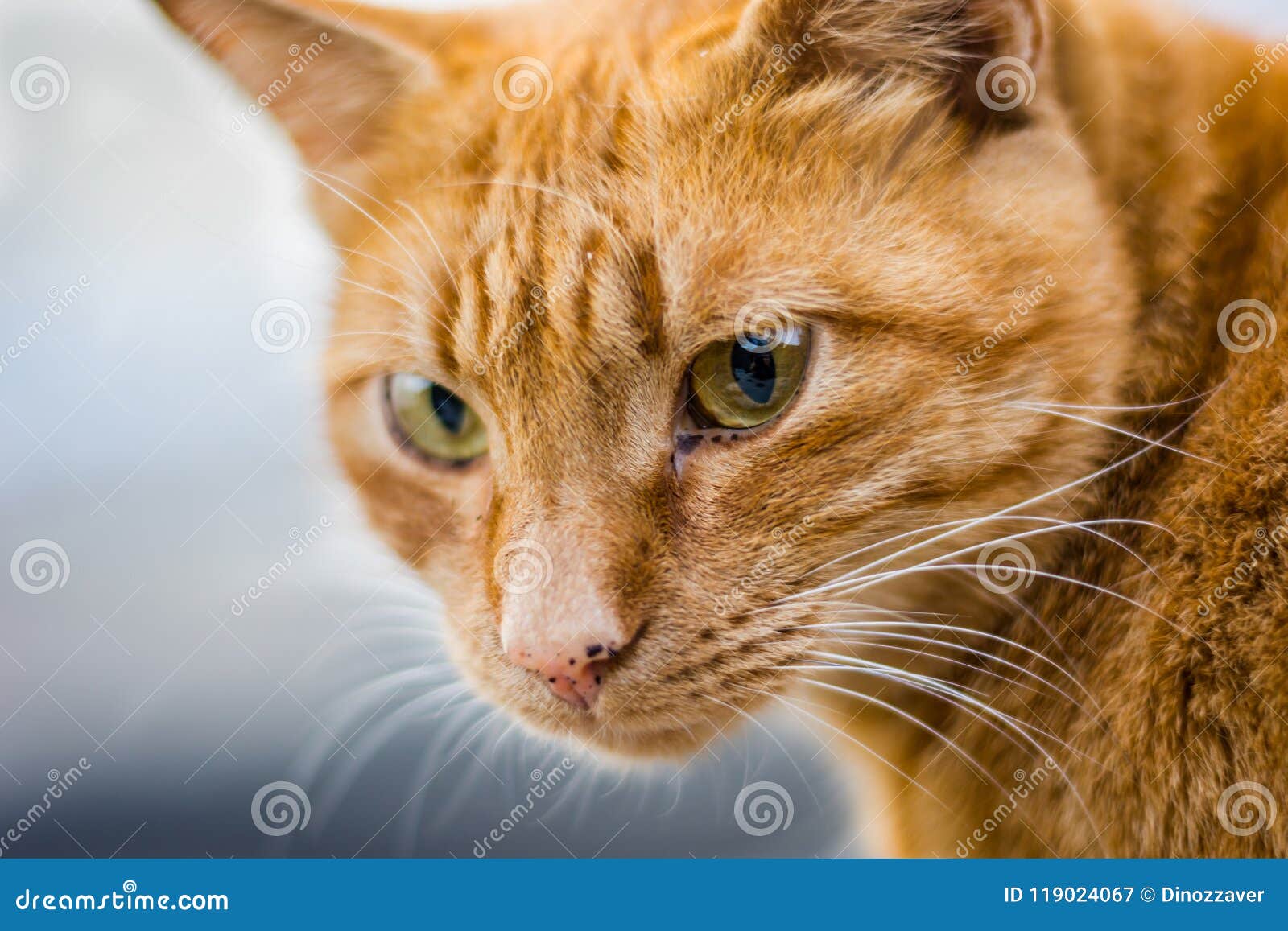 Orange cat portrait stock image. Image of purebred, happy - 119024067