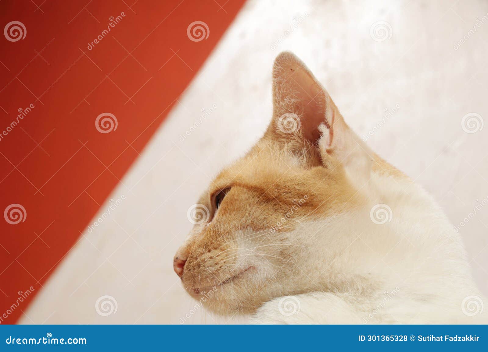Orange Cat Pose Facing Sideways with Ears Erect Stock Photo - Image of ...