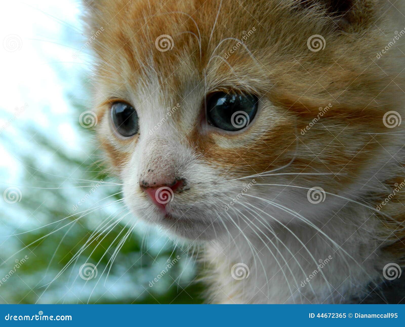 Orange cat stock image. Image of pets, pink, kitten, black - 44672365