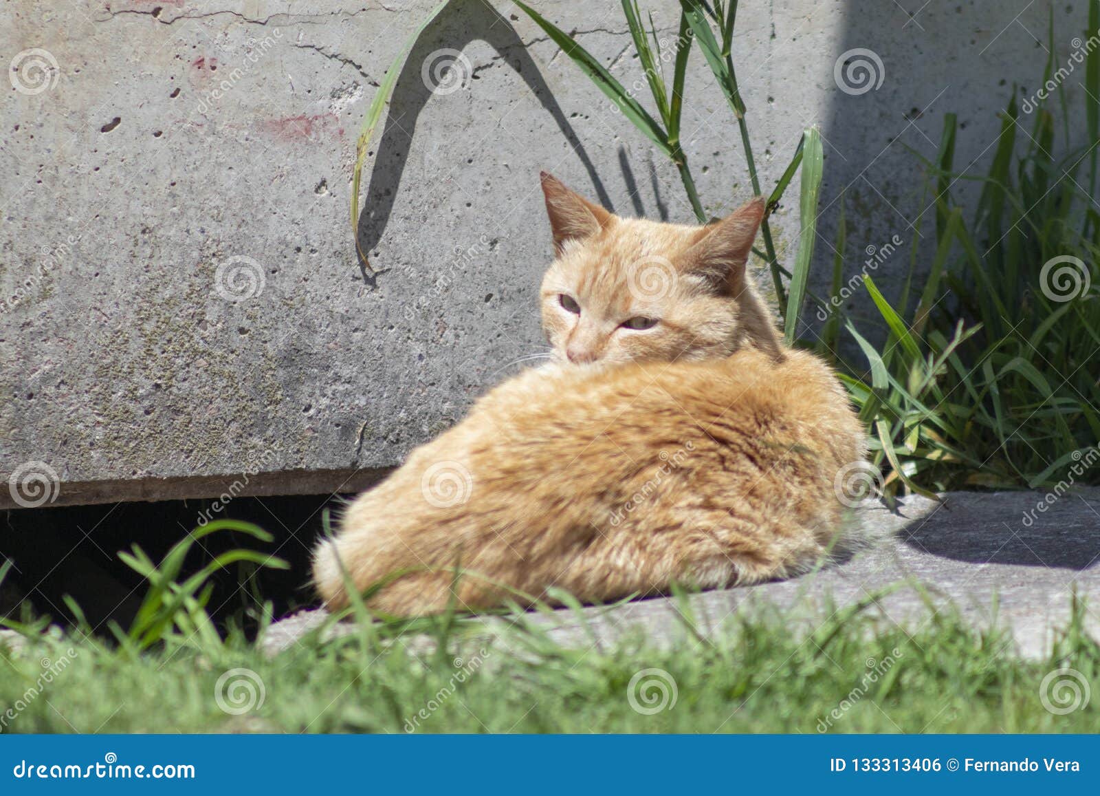 An orange cat looking back stock photo. Image of puss - 133313406