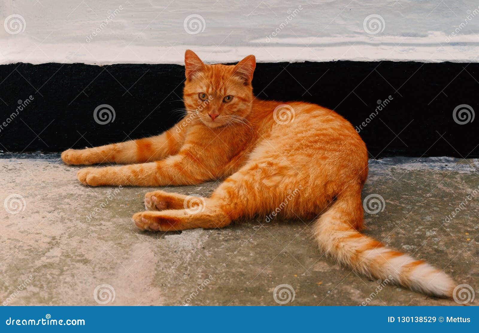 Orange Cat Resting Near the Wall Stock Image - Image of claw, laying ...