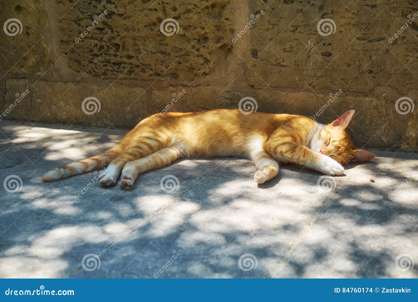 Orange Cat Resting in the Shade of a Tree. Stock Photo - Image of ...