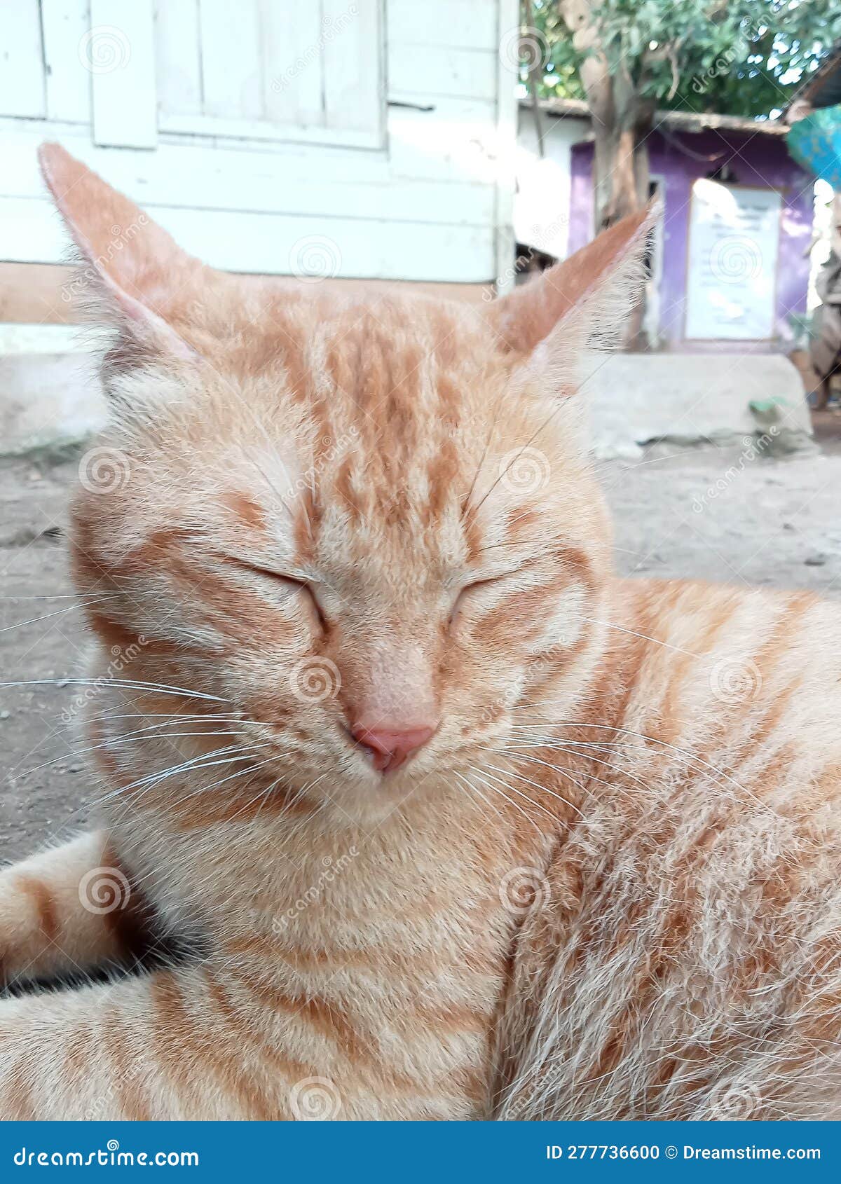 Orange cat shy stock photo. Image of male, mustache - 277736600