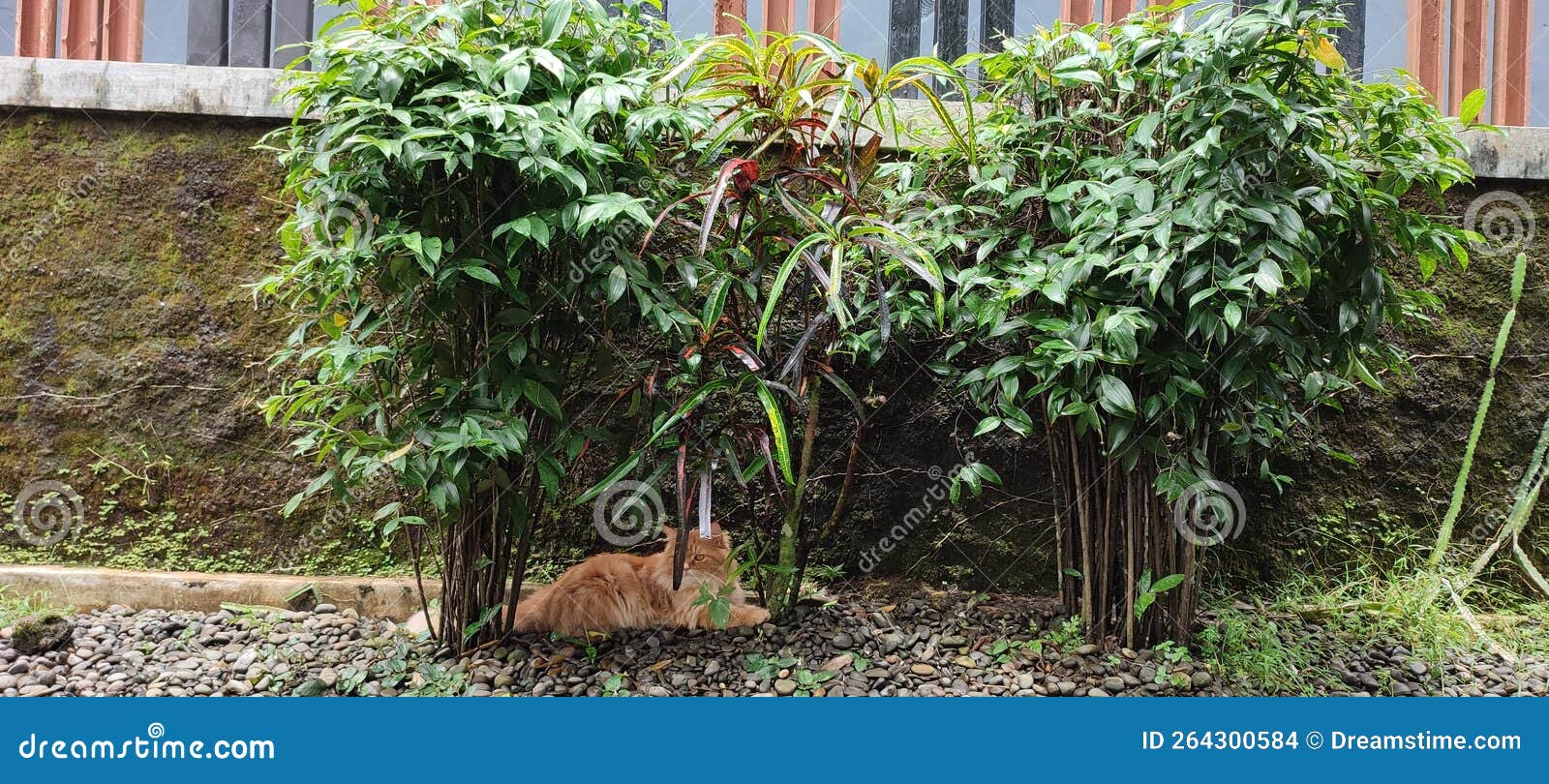 A Orange Cat Sit Under a Bamboo Tree Stock Photo - Image of bamboo ...