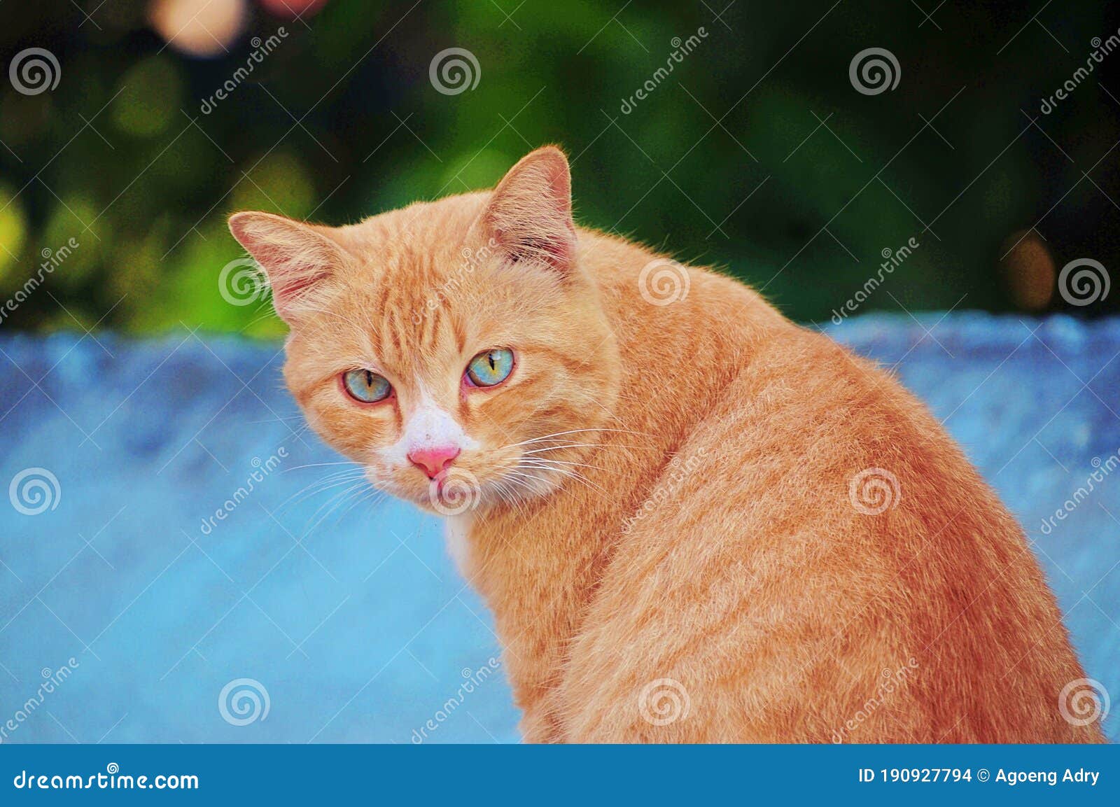 The Orange Cat Sits on a Bench and Looks Back Stock Photo - Image of ...