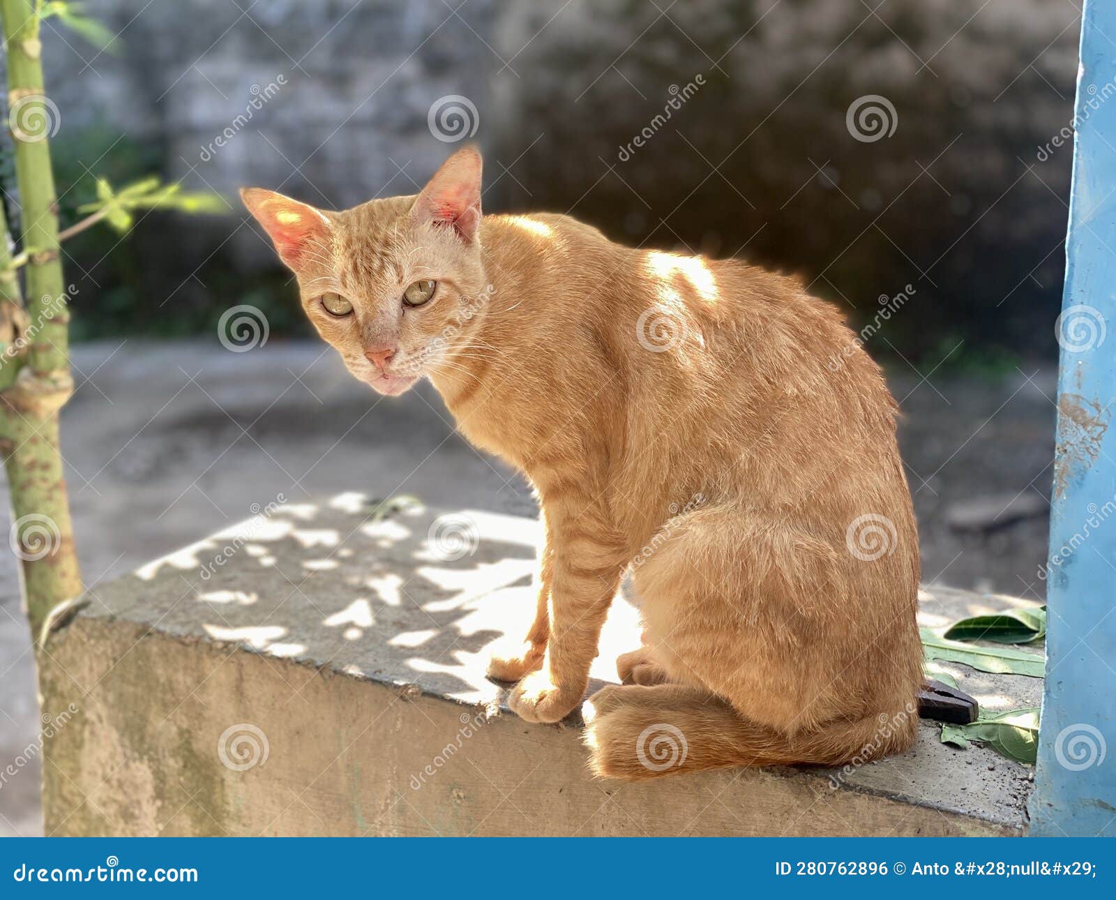 Orange Cat Sitting and Facing the Camera Stock Photo - Image of facing ...