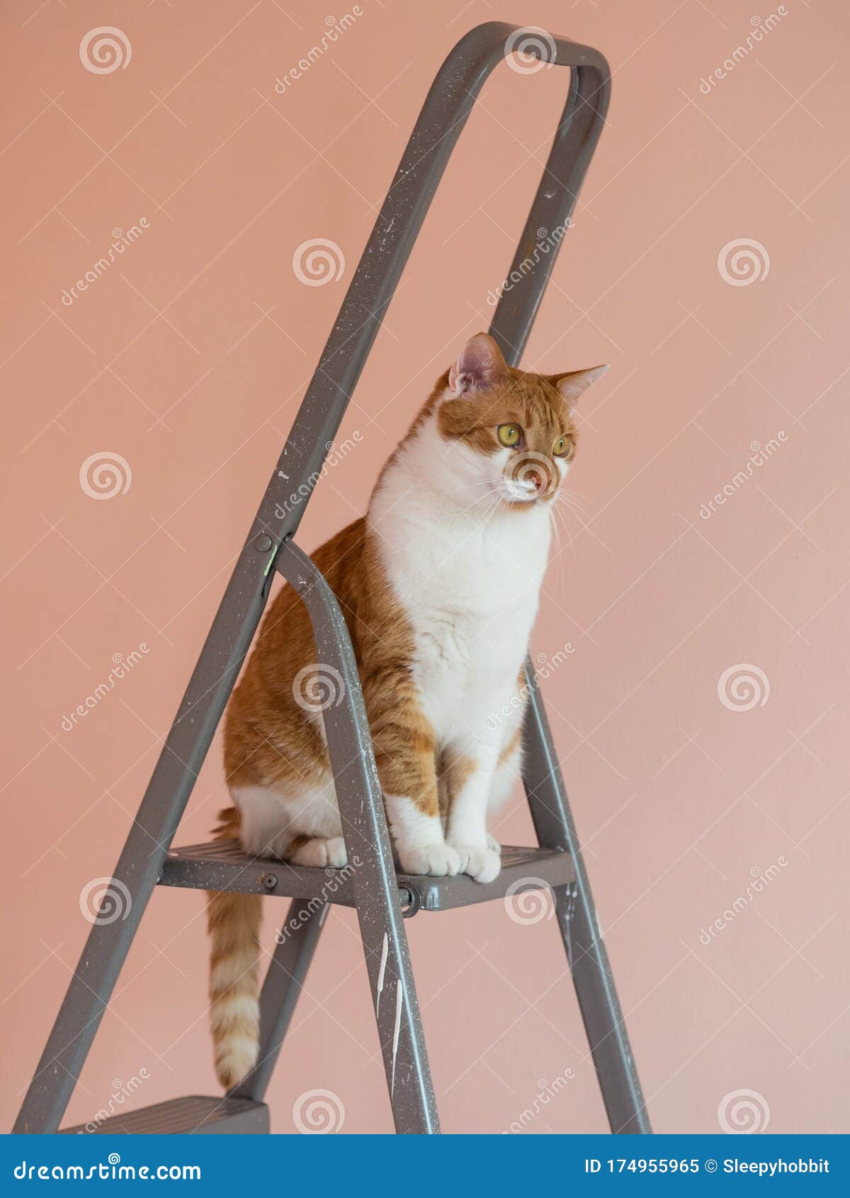 Orange Cat Sitting on Ladder Stock Image - Image of cute, painted ...