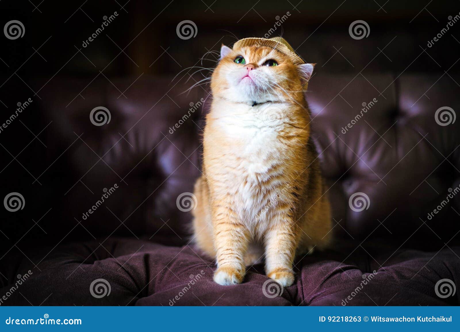 Orange Cat Sitting on a Sofa Stock Image - Image of laying, pretty ...