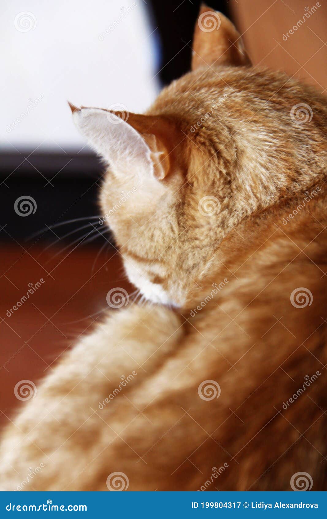 Orange cat sleep stock image. Image of whiskers, kitten - 199804317