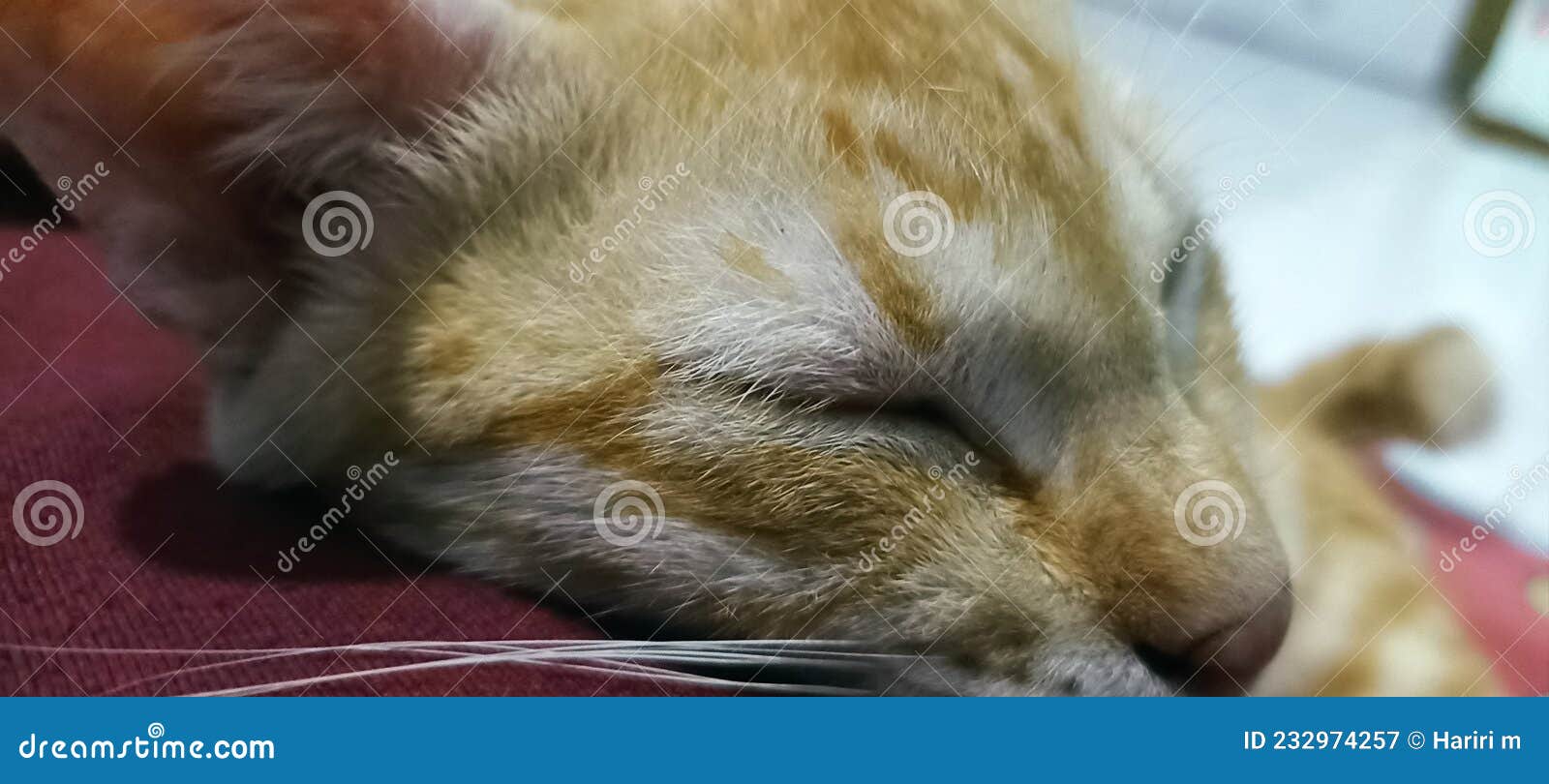 Orange cat sleep at stock image. Image of skin, head - 232974257