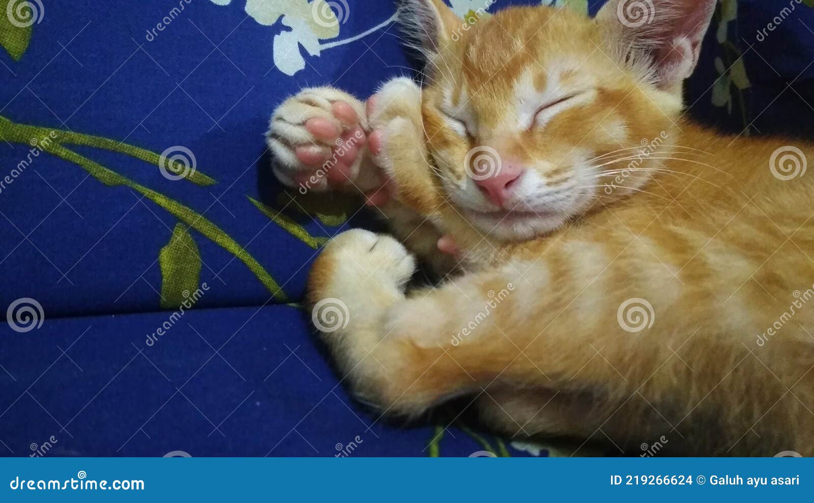 Orange cat sleep cute love stock photo. Image of sleep - 219266624