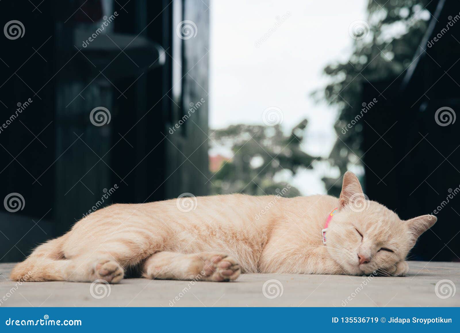 Orange cat sleep o stock image. Image of young, head - 135536719