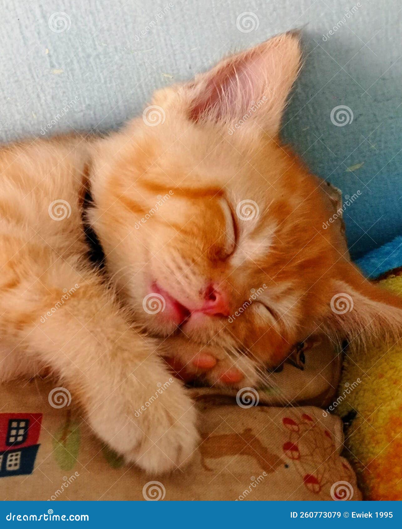 Orange cat sleeping stock image. Image of sleeping, orange - 260773079