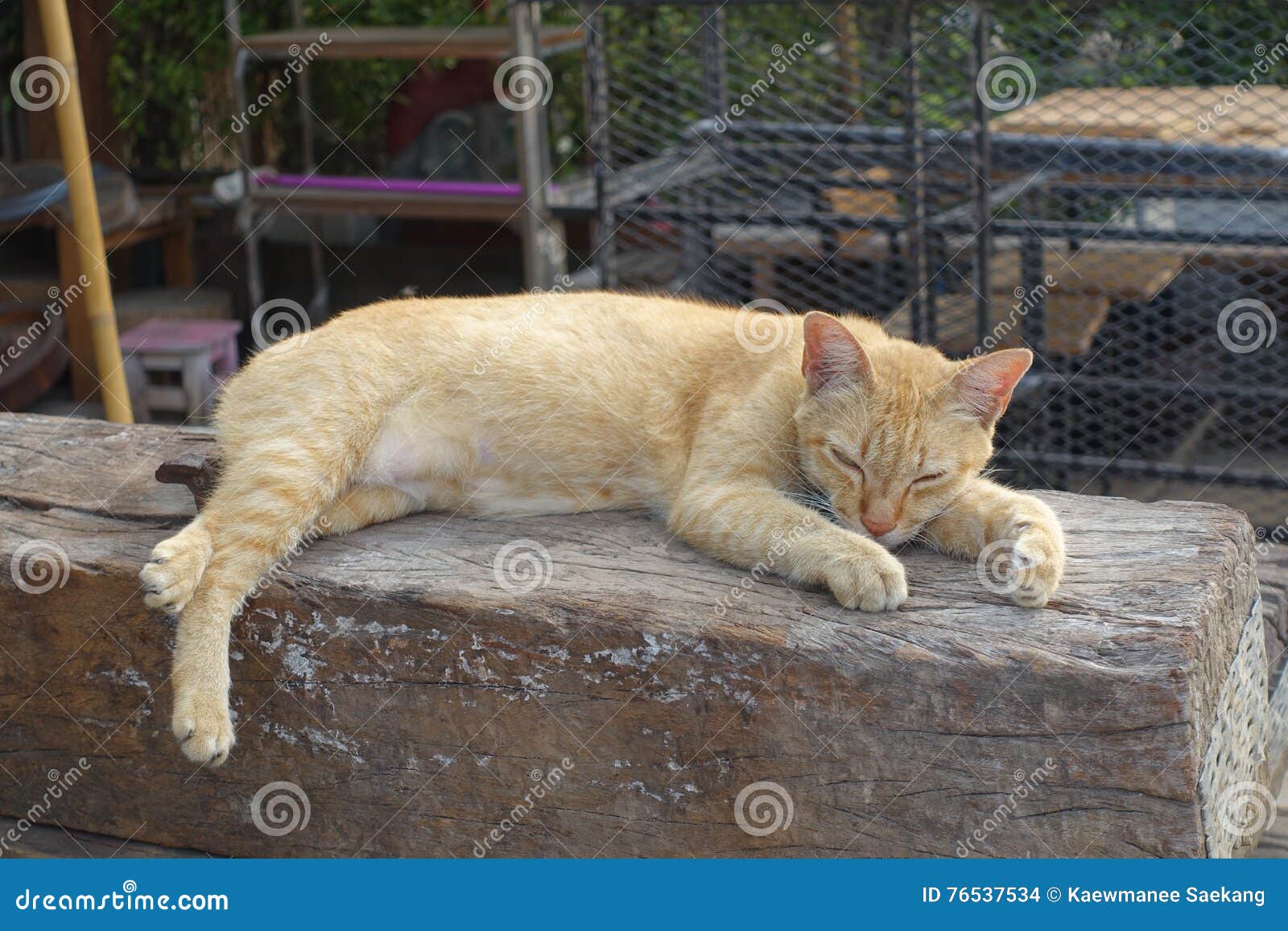 Orange Cat is Sleeping on the Open Air Stock Photo - Image of mammal ...
