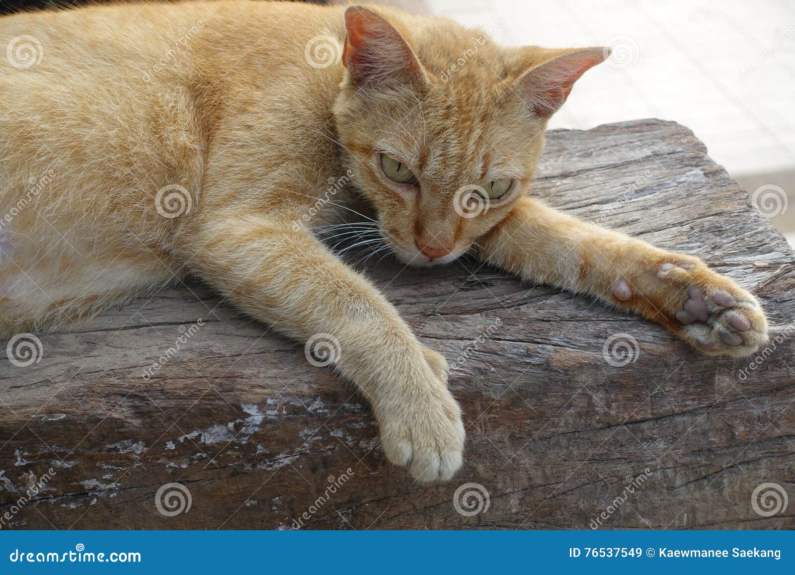 Orange Cat is Sleeping on the Open Air Stock Image - Image of kitten ...