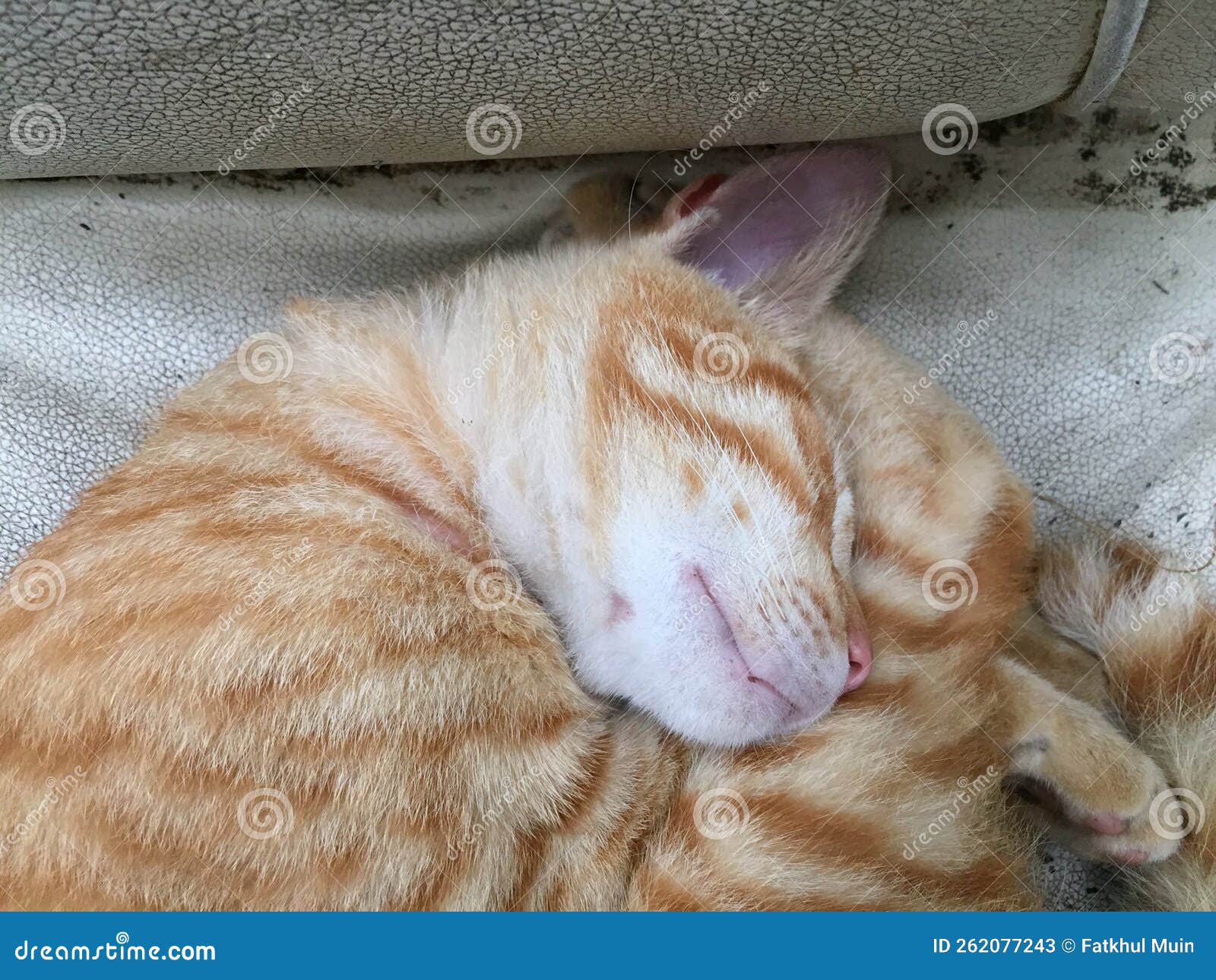 An orange cat is sleeping stock image. Image of kitty - 262077243
