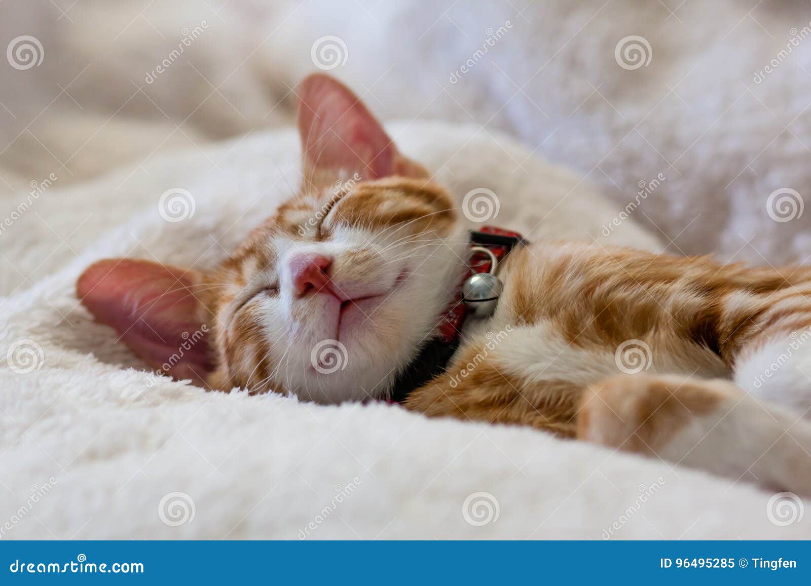 Orange Cat Sleeping Peacefully Stock Image - Image of brown, cute: 96495285