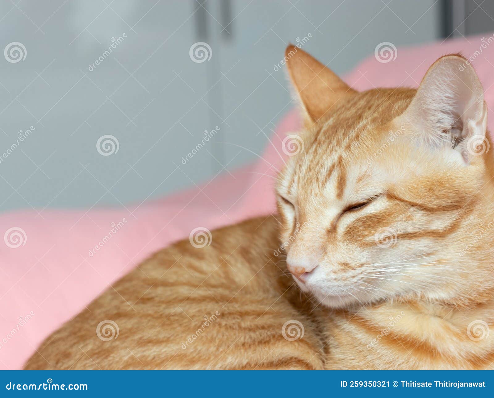 Orange Cat Sleeping on the Pink Bed in the Bedroom Sleeping Stock Image ...