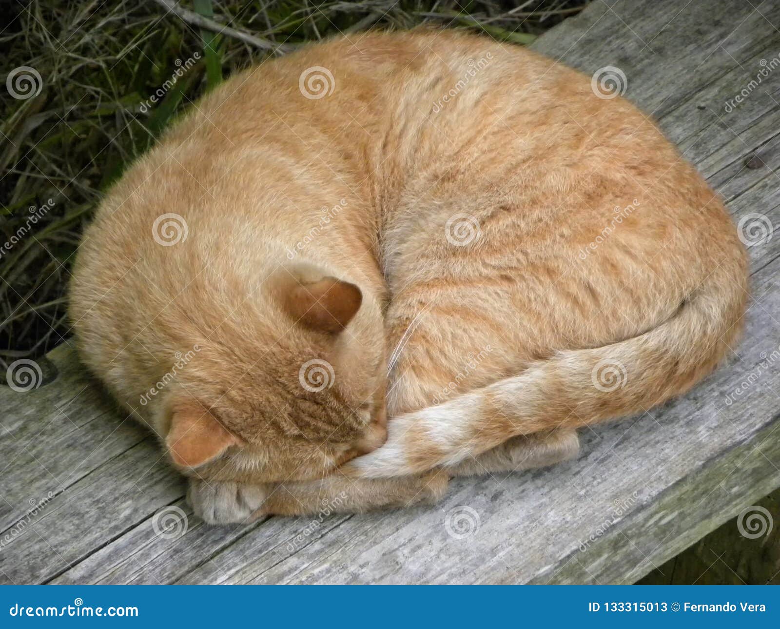 An Orange Cat Sleeping Rolled on a Wood Bench Stock Image - Image of ...