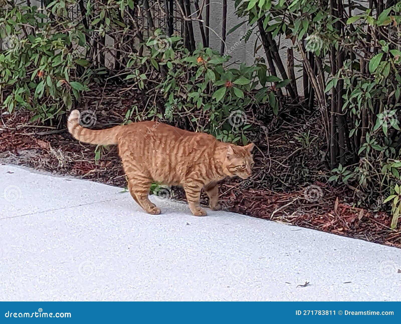 Orange Cat Stalking on Side Walk Stock Image - Image of side, wildlife ...