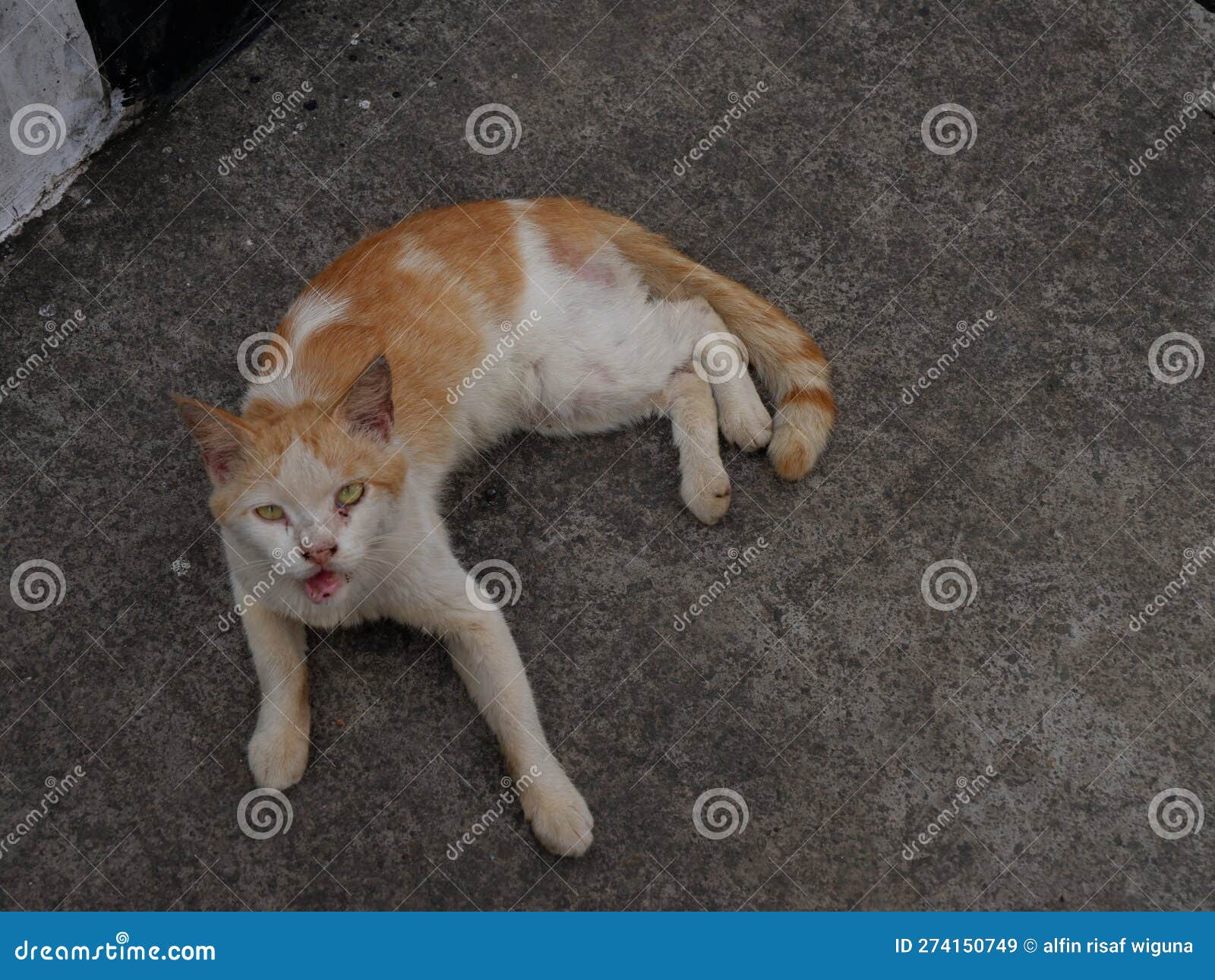 Orange Cat at the Street with the Sad Face Stock Image - Image of ...