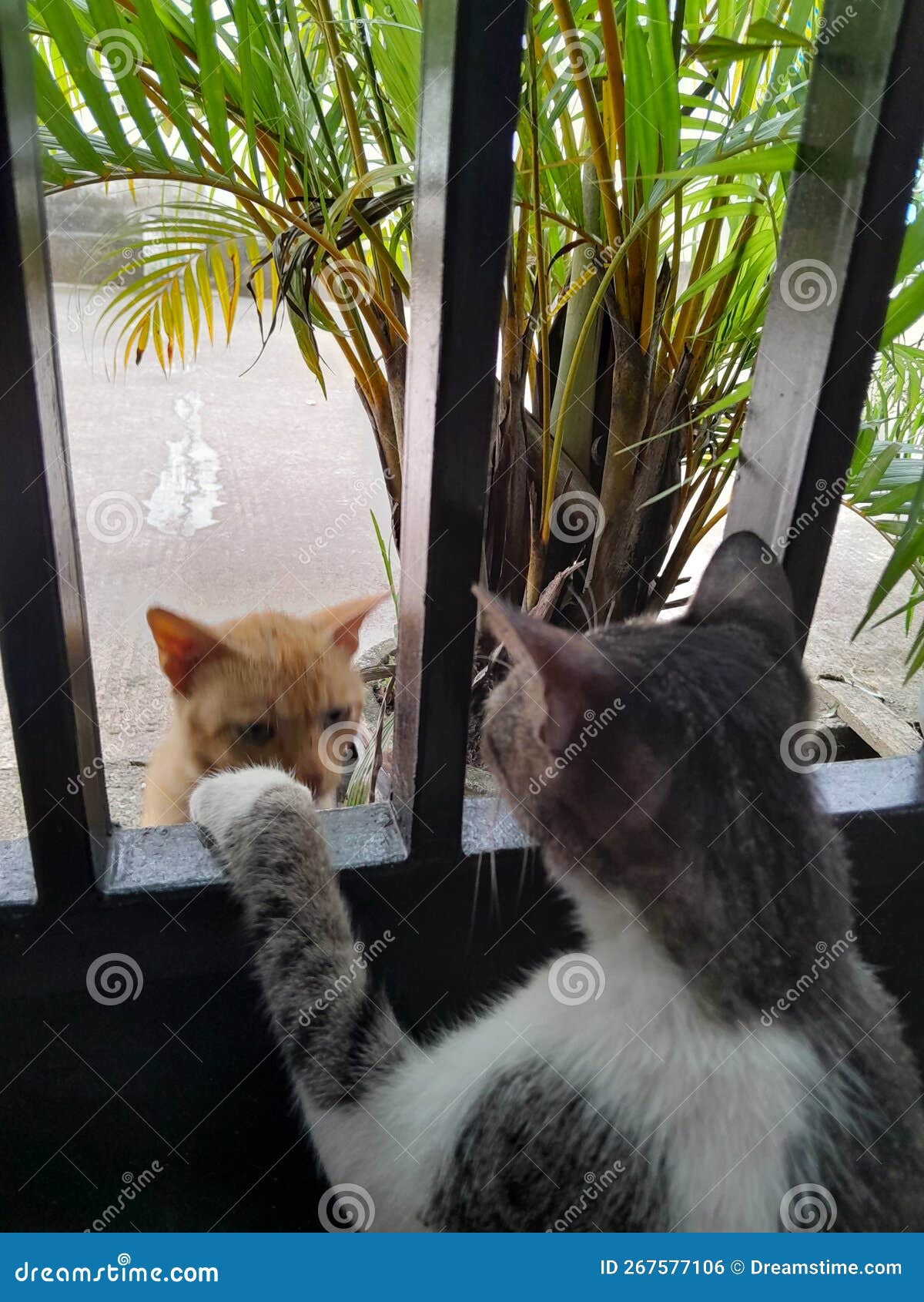 The Orange Cat and the Striated Cat Staring at Each Other Separated by ...