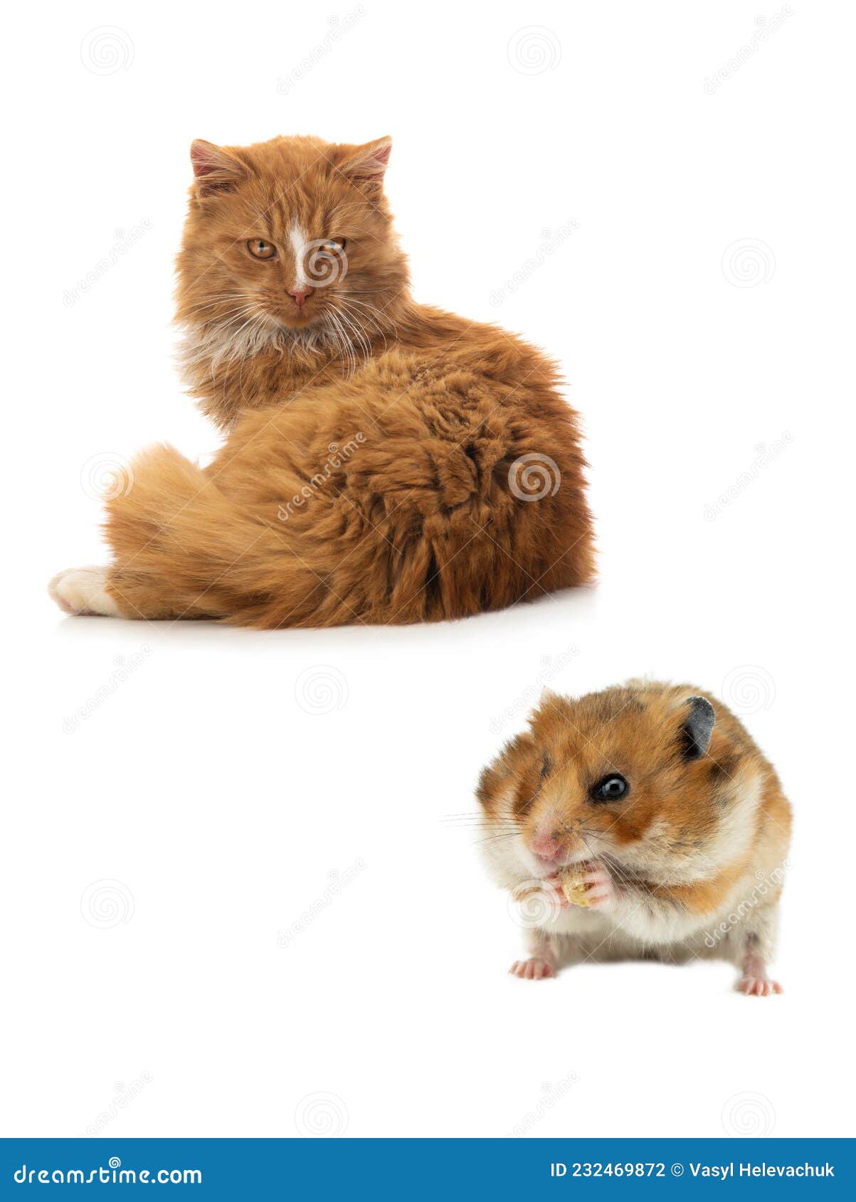 Syrian Hamsters Wallpaper
