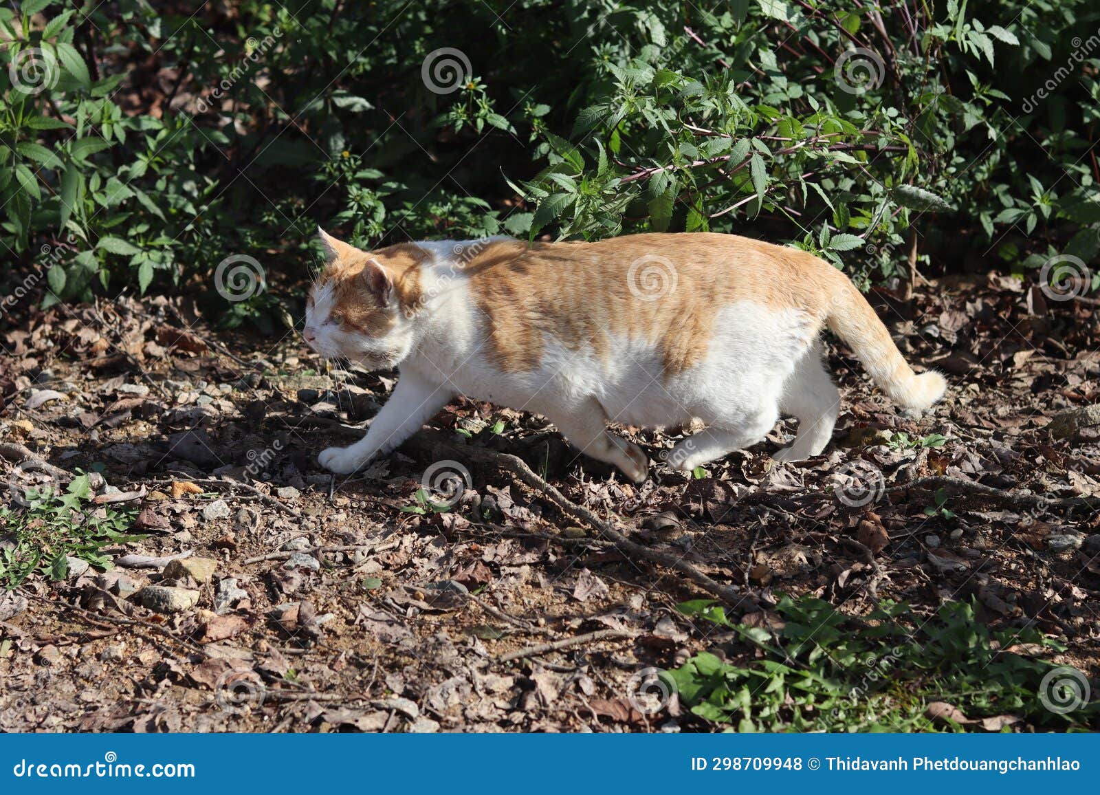 Orange cat stock photo. Image of cute, feline, domestic - 298709948