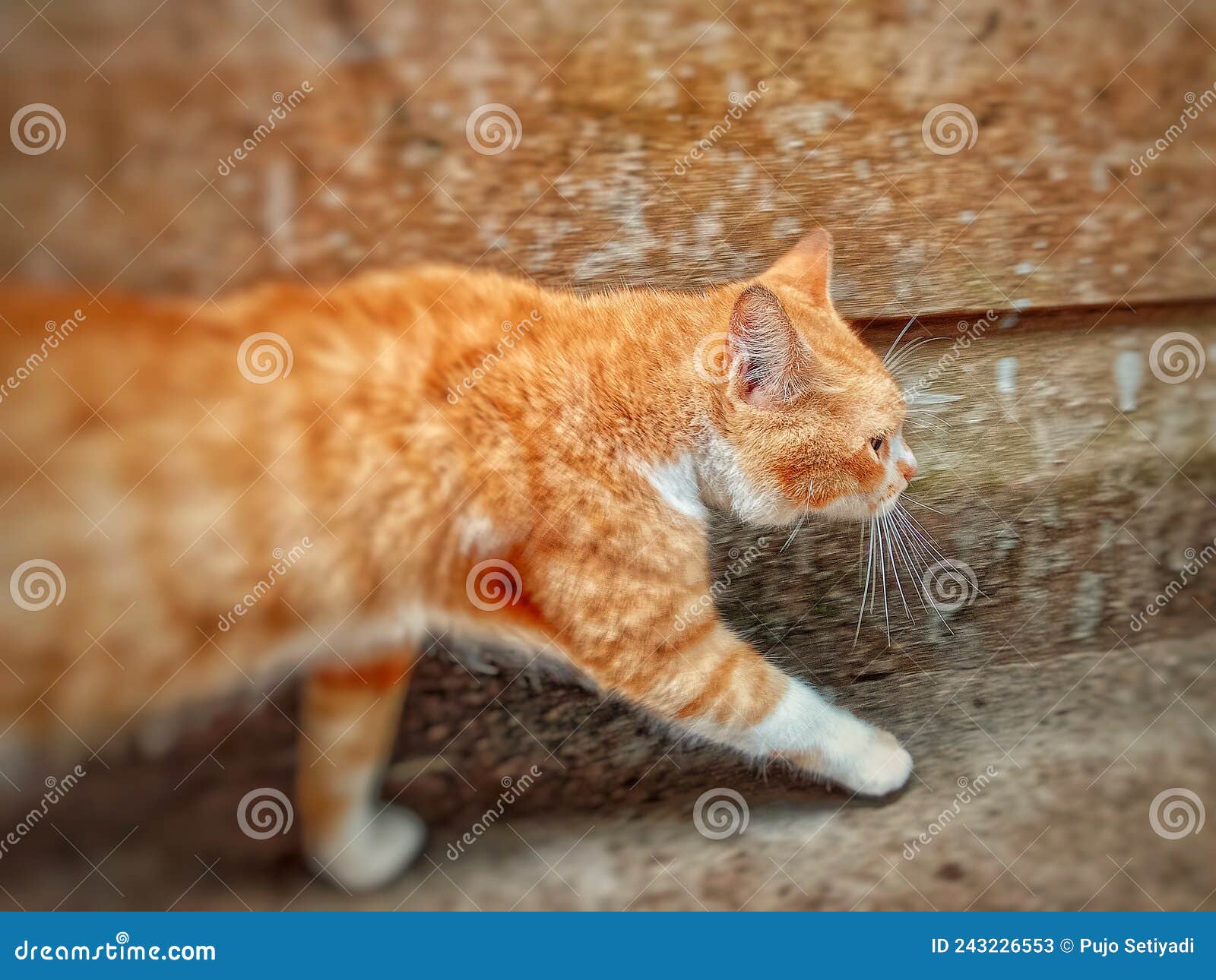 Orange cat walking quietly stock image. Image of quietly - 243226553