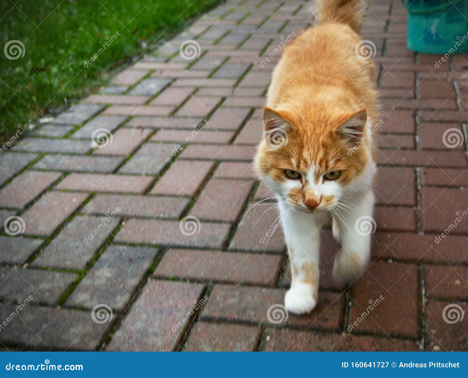 Orange Cat Walking on Sidewalk Stock Image - Image of nature, grass ...