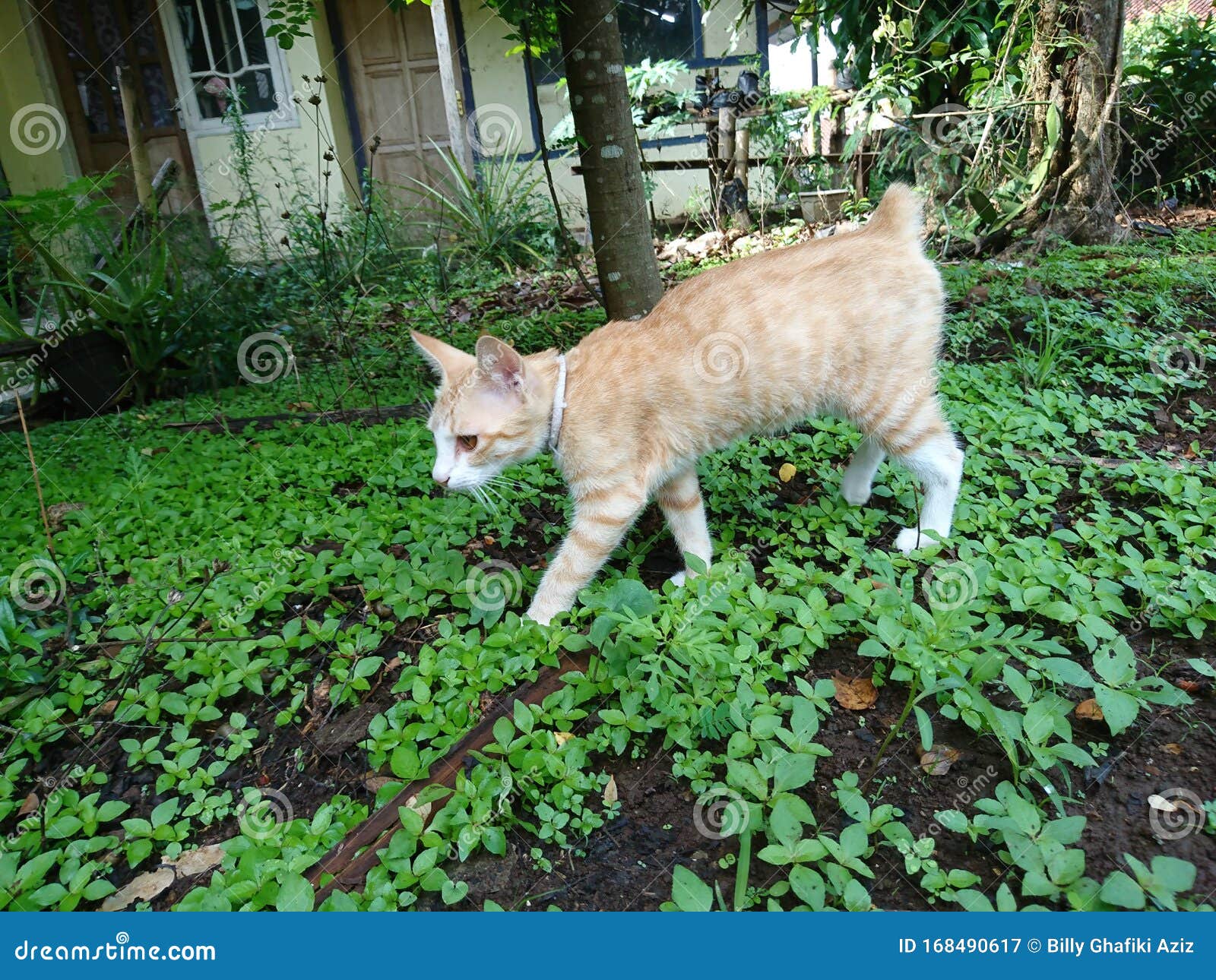 An Orange Cat Walking between Trees and Green Grass Stock Image - Image ...
