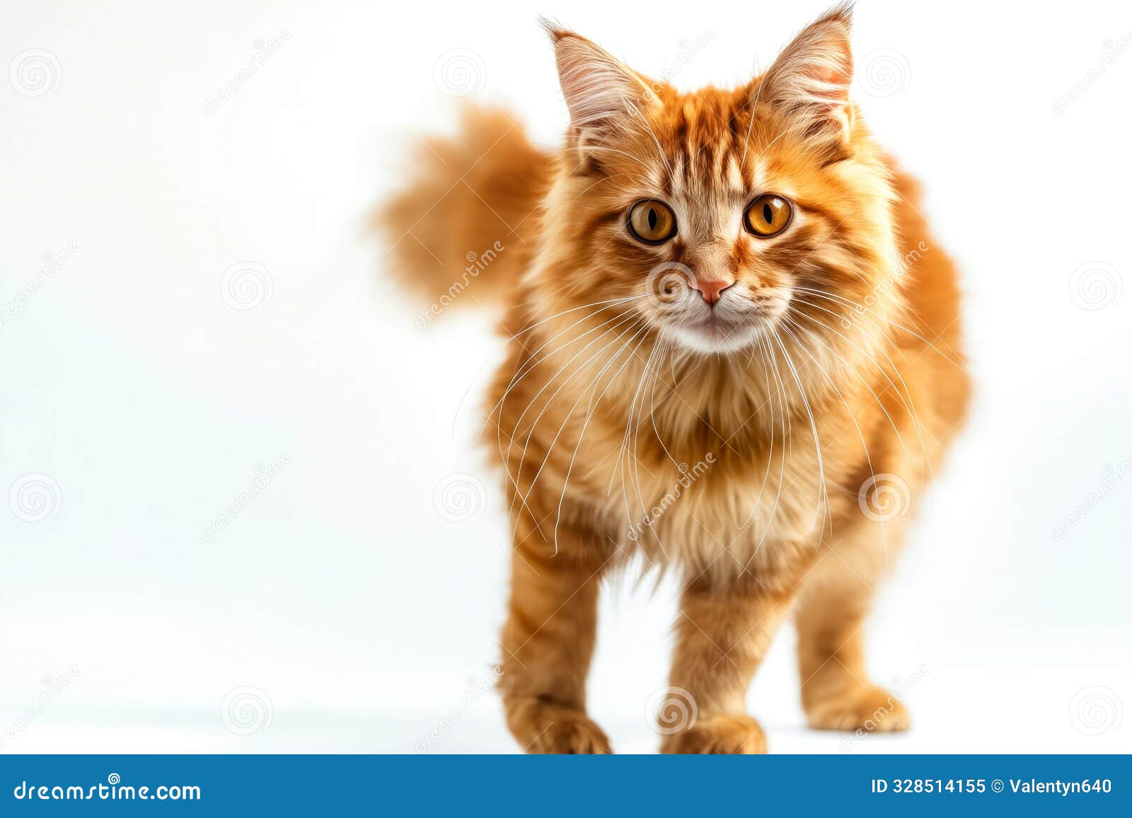 An Orange Cat Walking on a White Background. Generative AI Stock Image ...