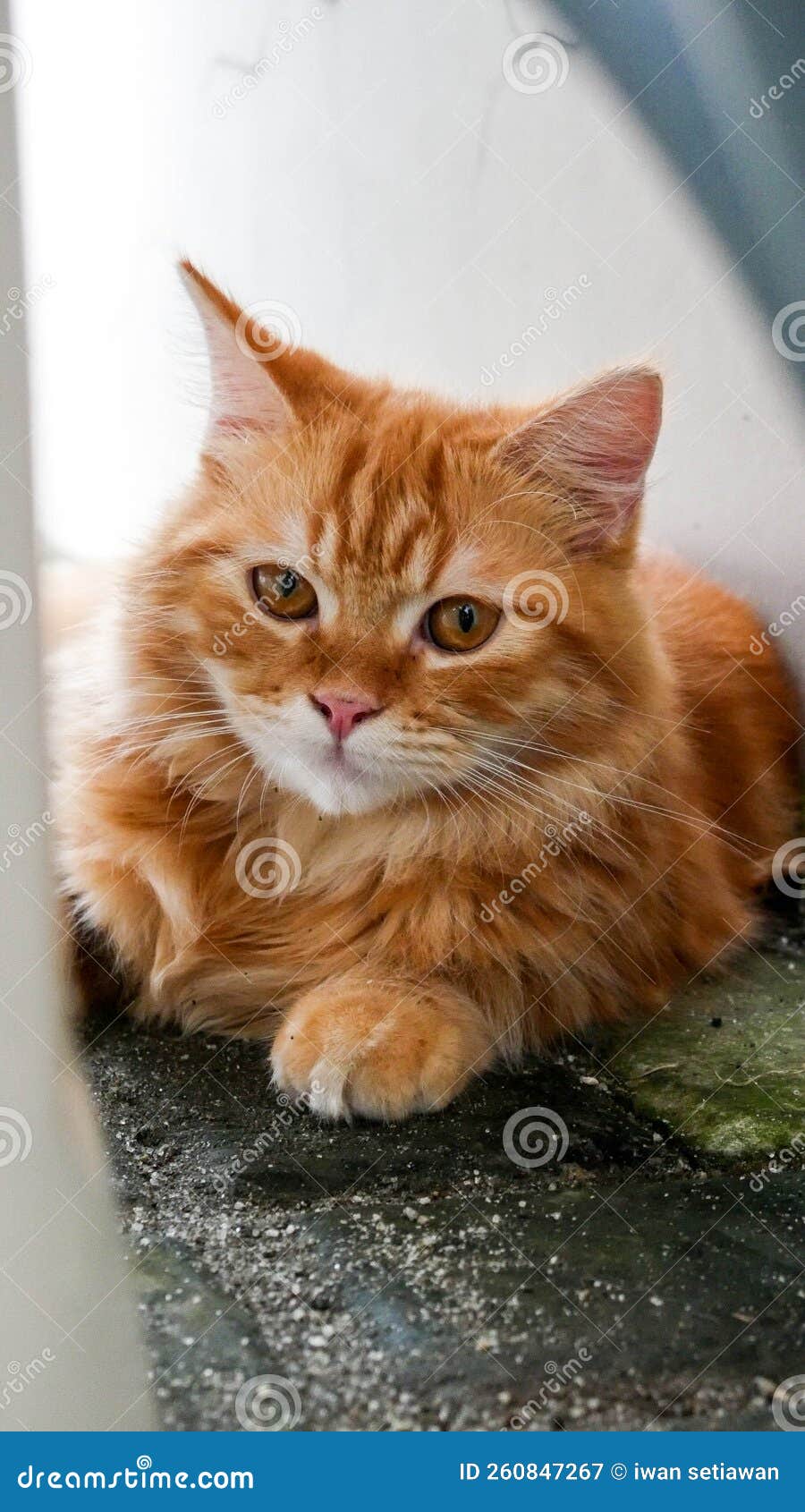 Orange Cat with a Wary Look Stock Image - Image of carnivore, nose ...