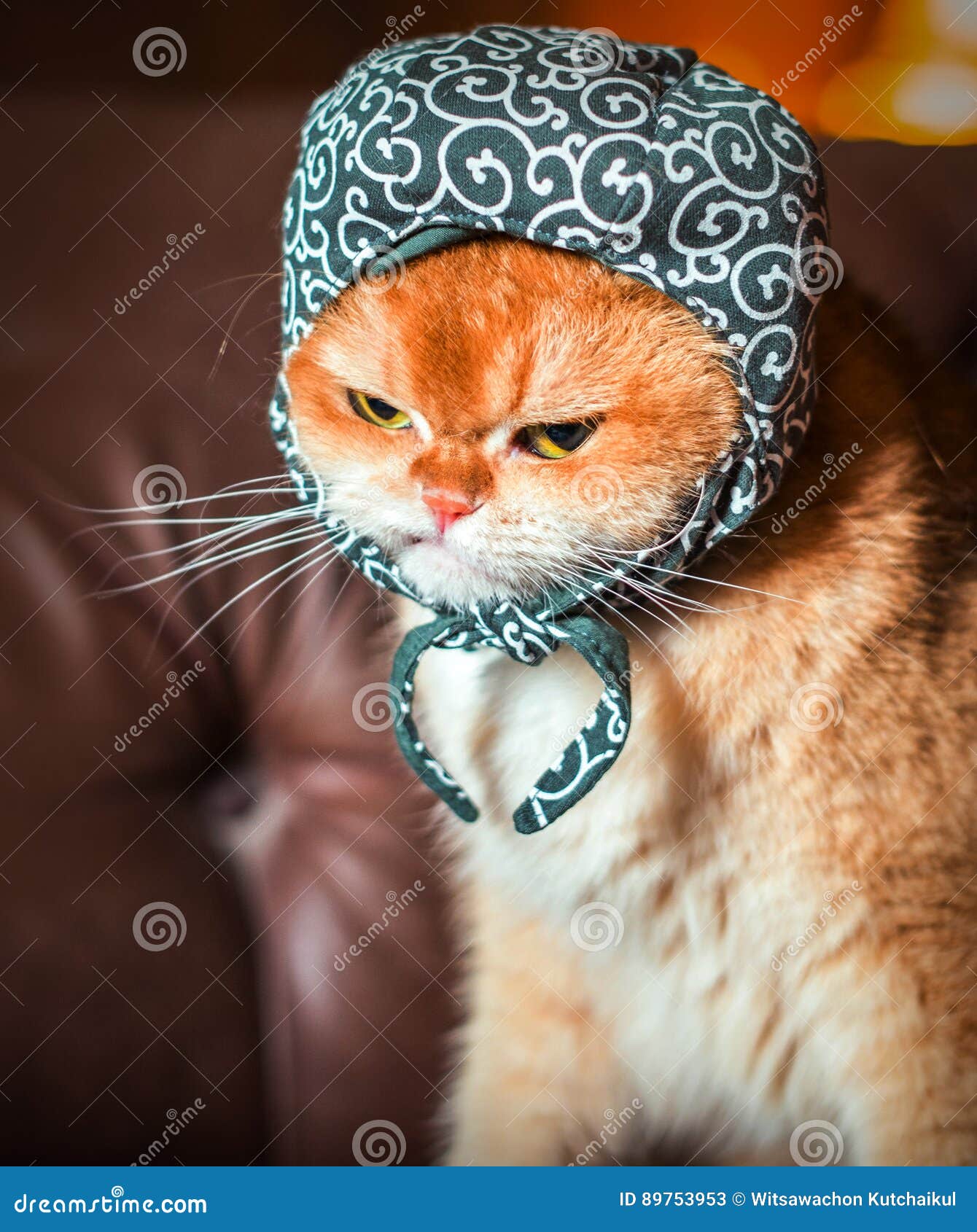 Orange Cat Wearing Hat on Sofa Stock Image - Image of grumpy, model ...
