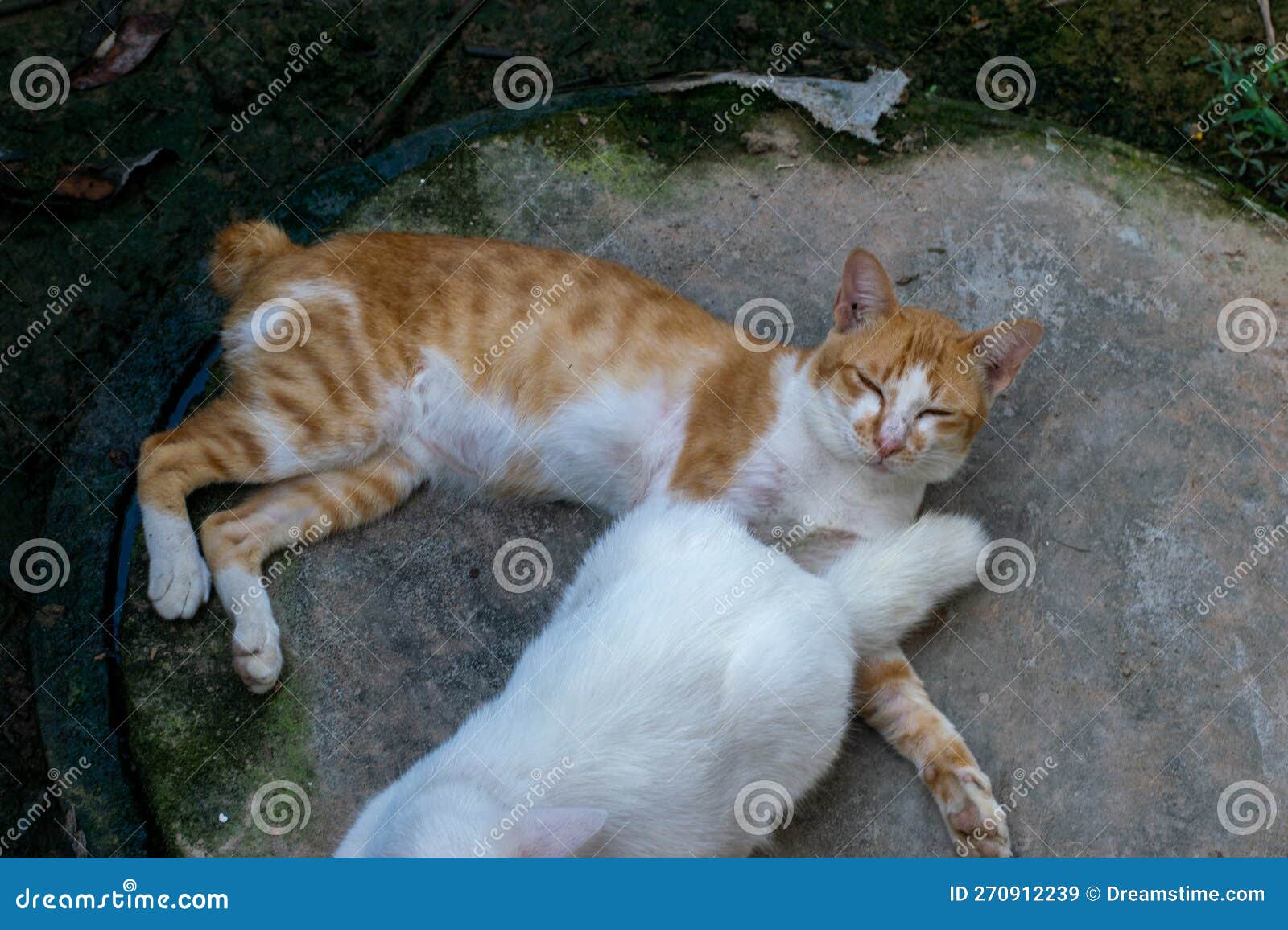 Orange cat sleeping stock image. Image of outdoor, looking - 270912239