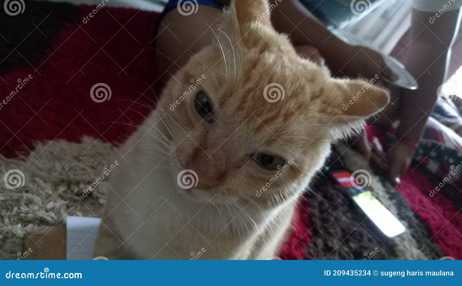 The Orange Cat Who is Squinting Stock Photo - Image of squinting ...