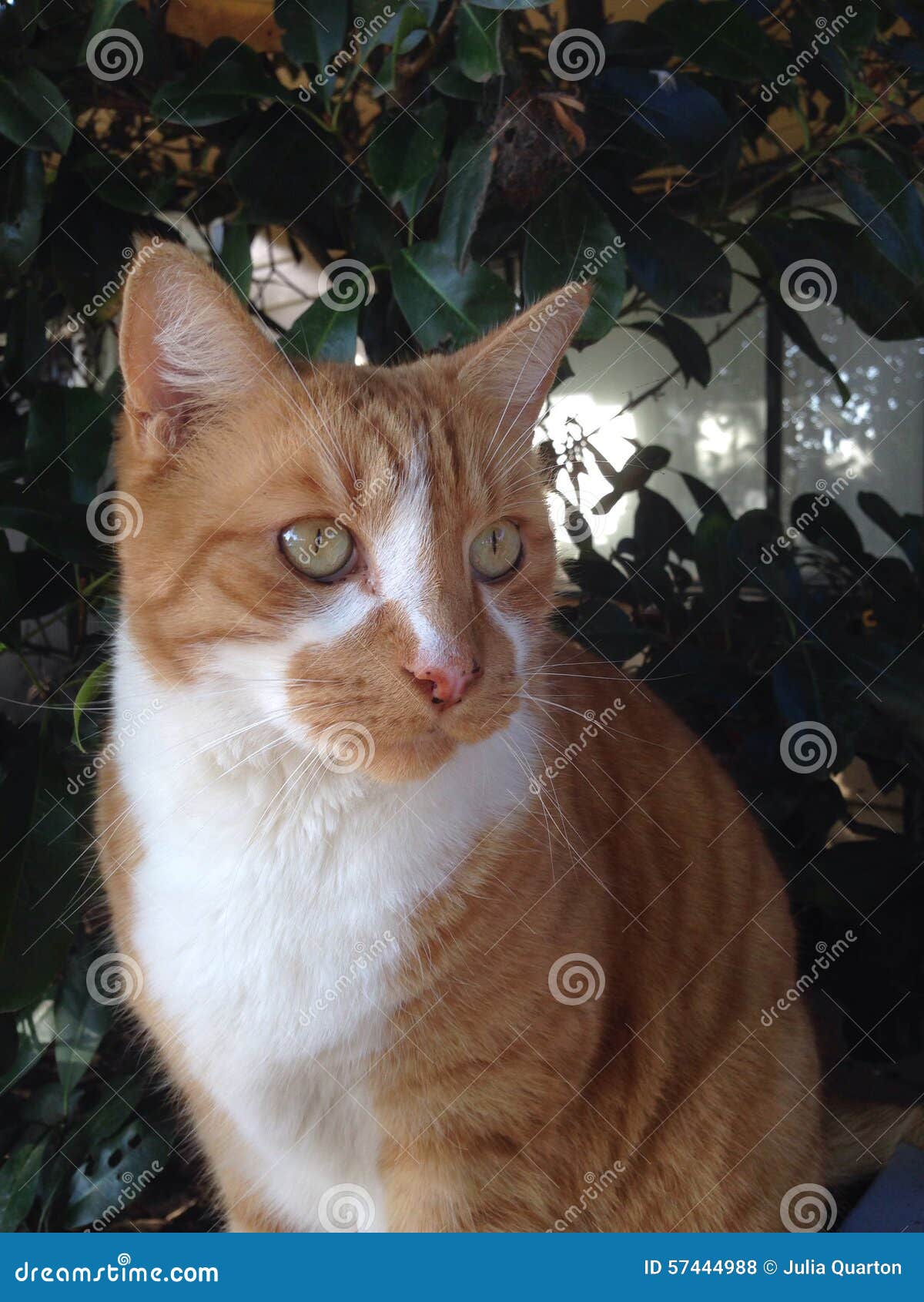 Orange Cat stock photo. Image of flowered, background - 57444988