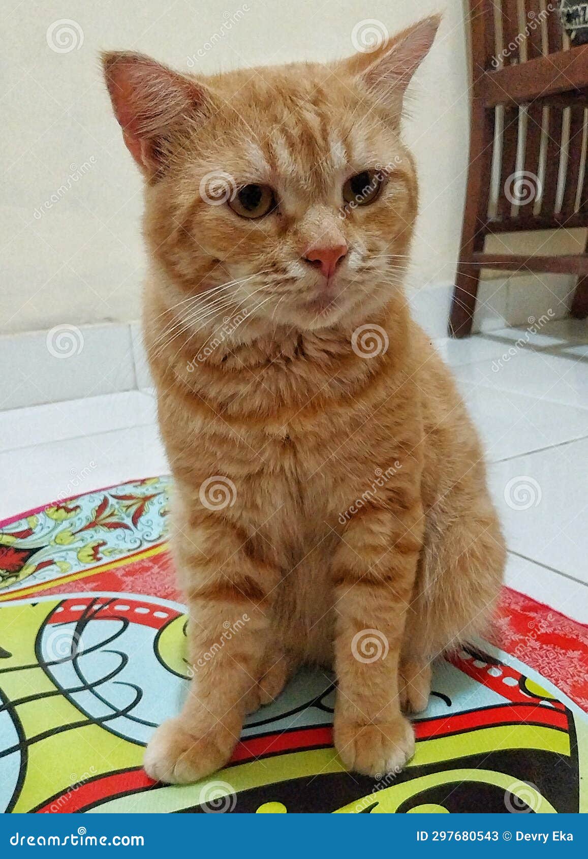 The Orange Cats stock image. Image of animal, kitten - 297680543