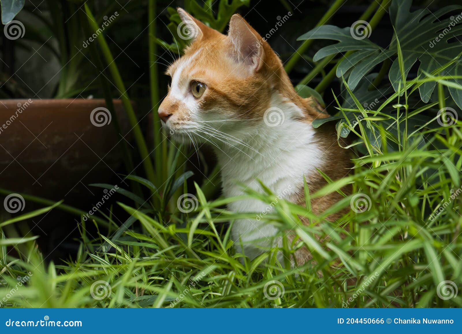 Orange Cat Staring at Something Stock Photo - Image of looking, jovial ...