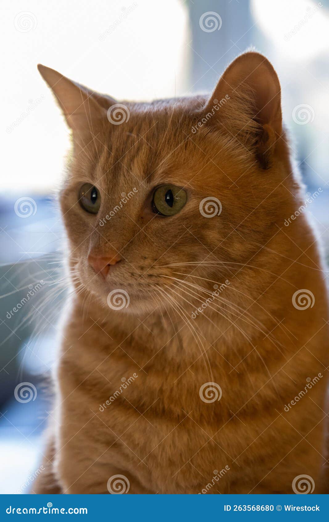Orange Cay with Green Eyes Looking Side Stock Photo - Image of adorable ...