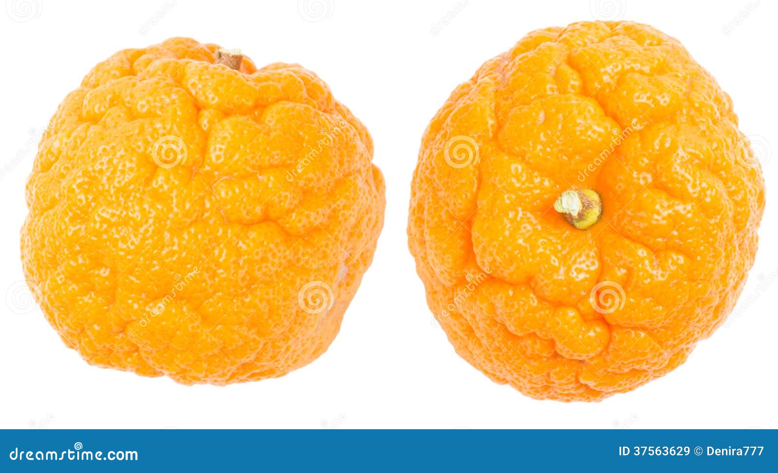 Orange cellulite peel stock image. Image of closeup, leaf - 37563629